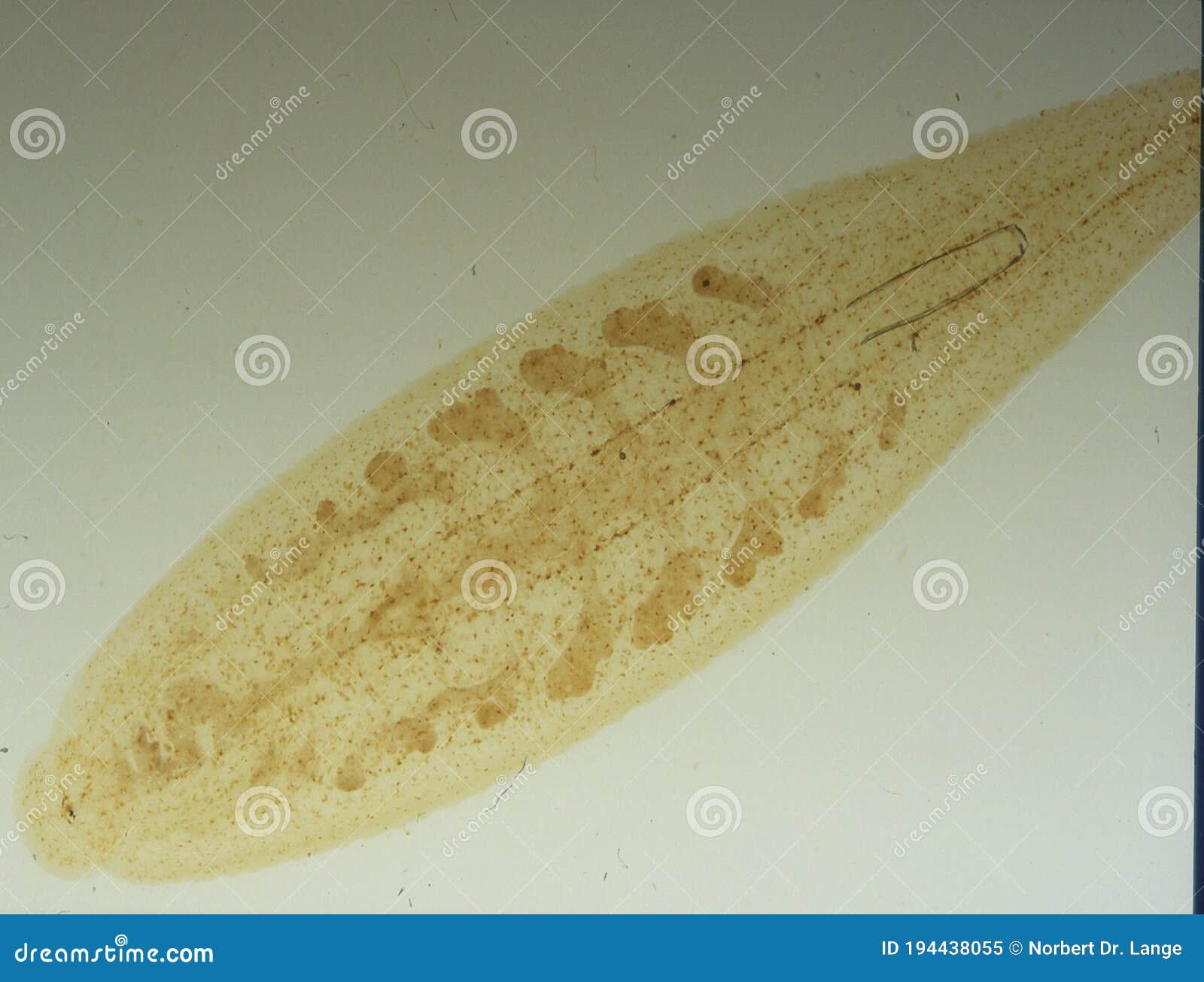 Leeches swim in the pond stock image. Image of bloodsuckers - 194438055