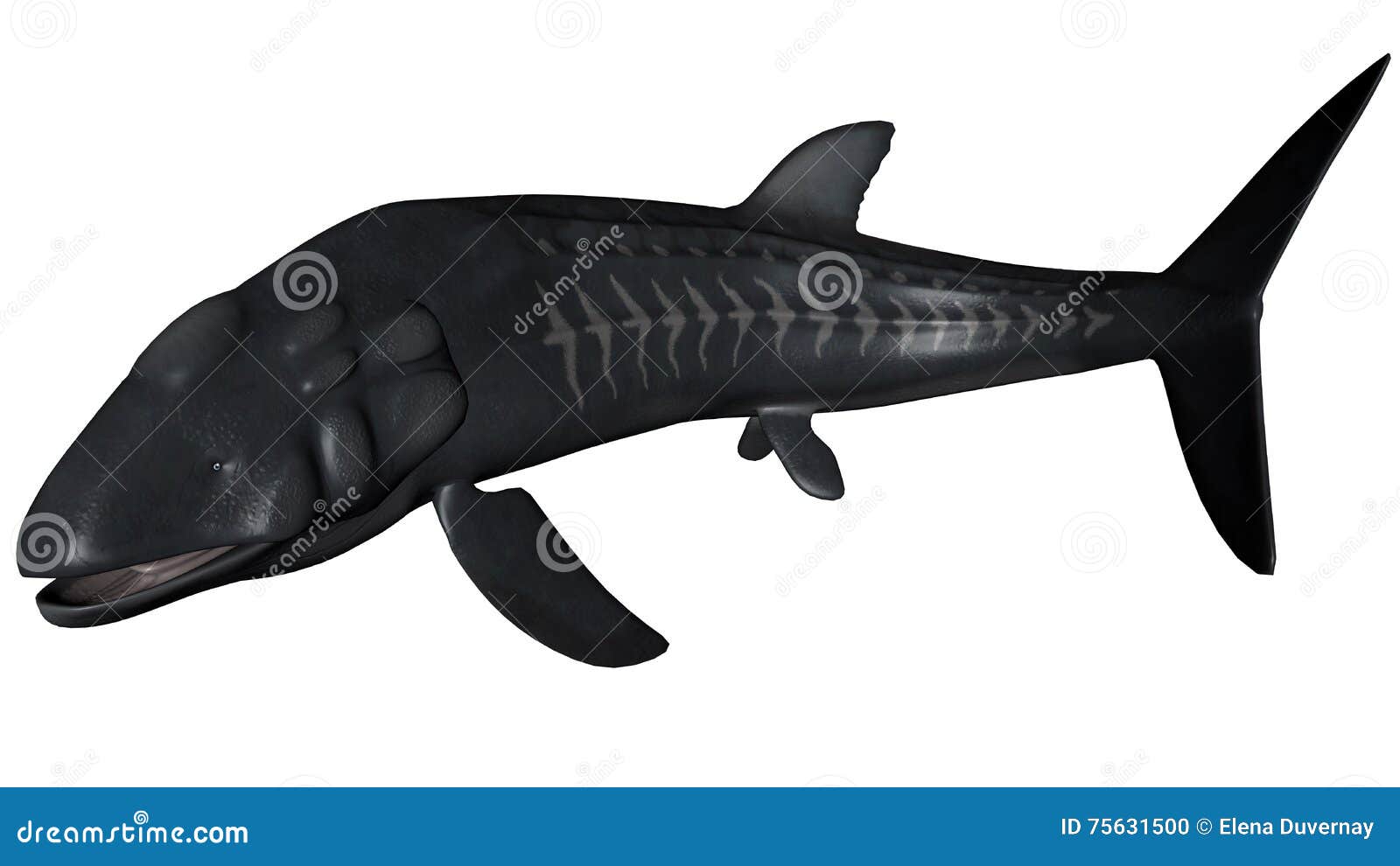 Prehistoric Sea Fish, Coelacanth, Deep Water Ancient Animal, Dinosaur ...