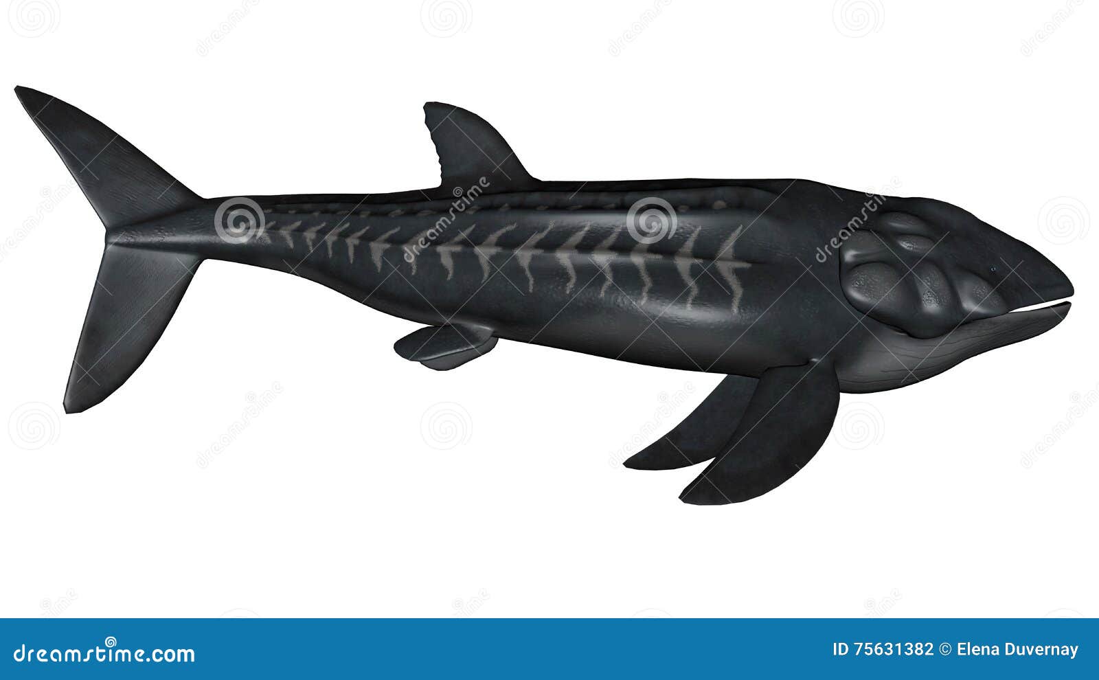 Leedsichthys Prehistoric Fish - 3D Render Stock Illustration ...
