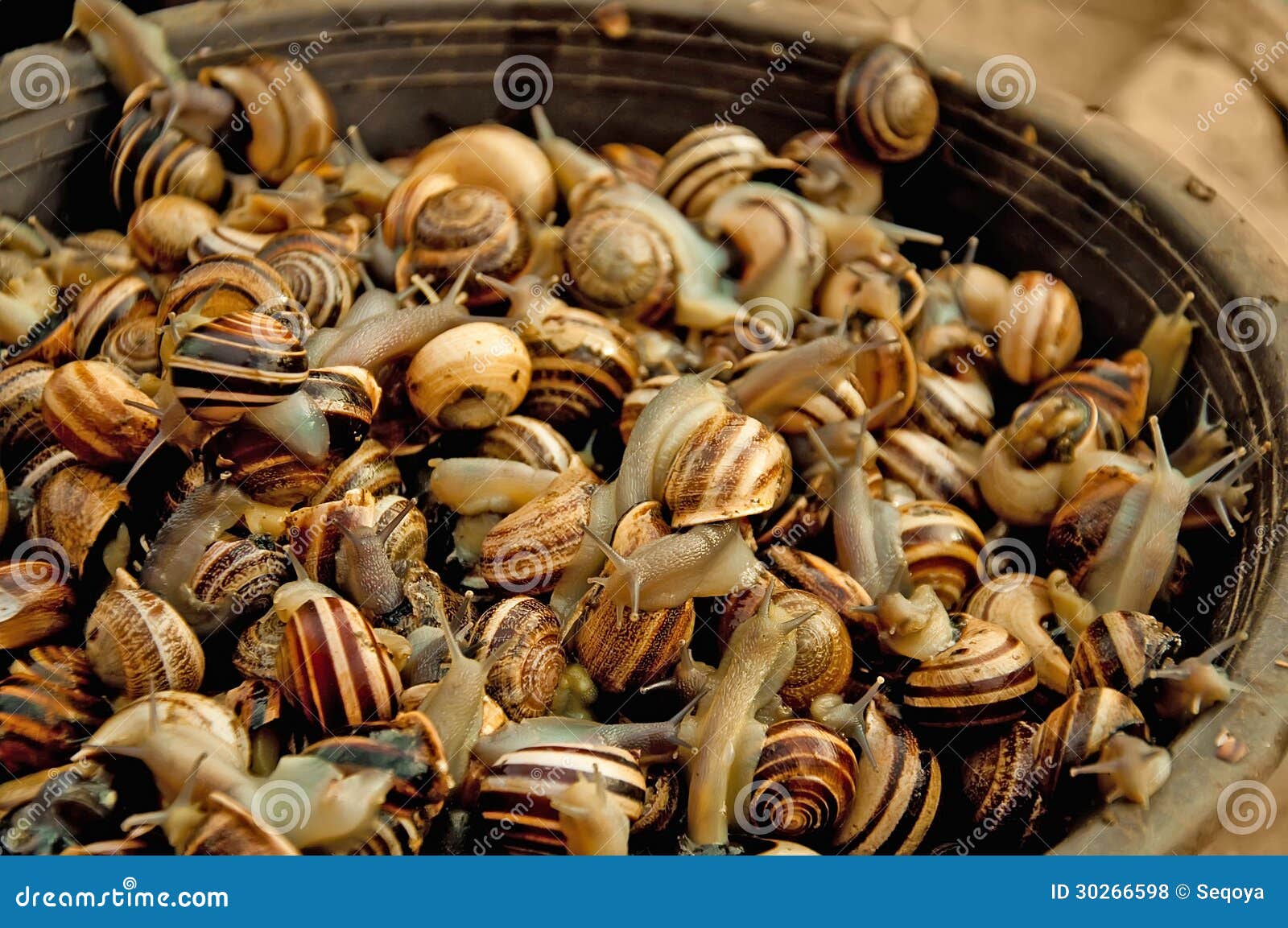 Leef eetbare slakken stock foto. Image of vlees, frans - 30266598