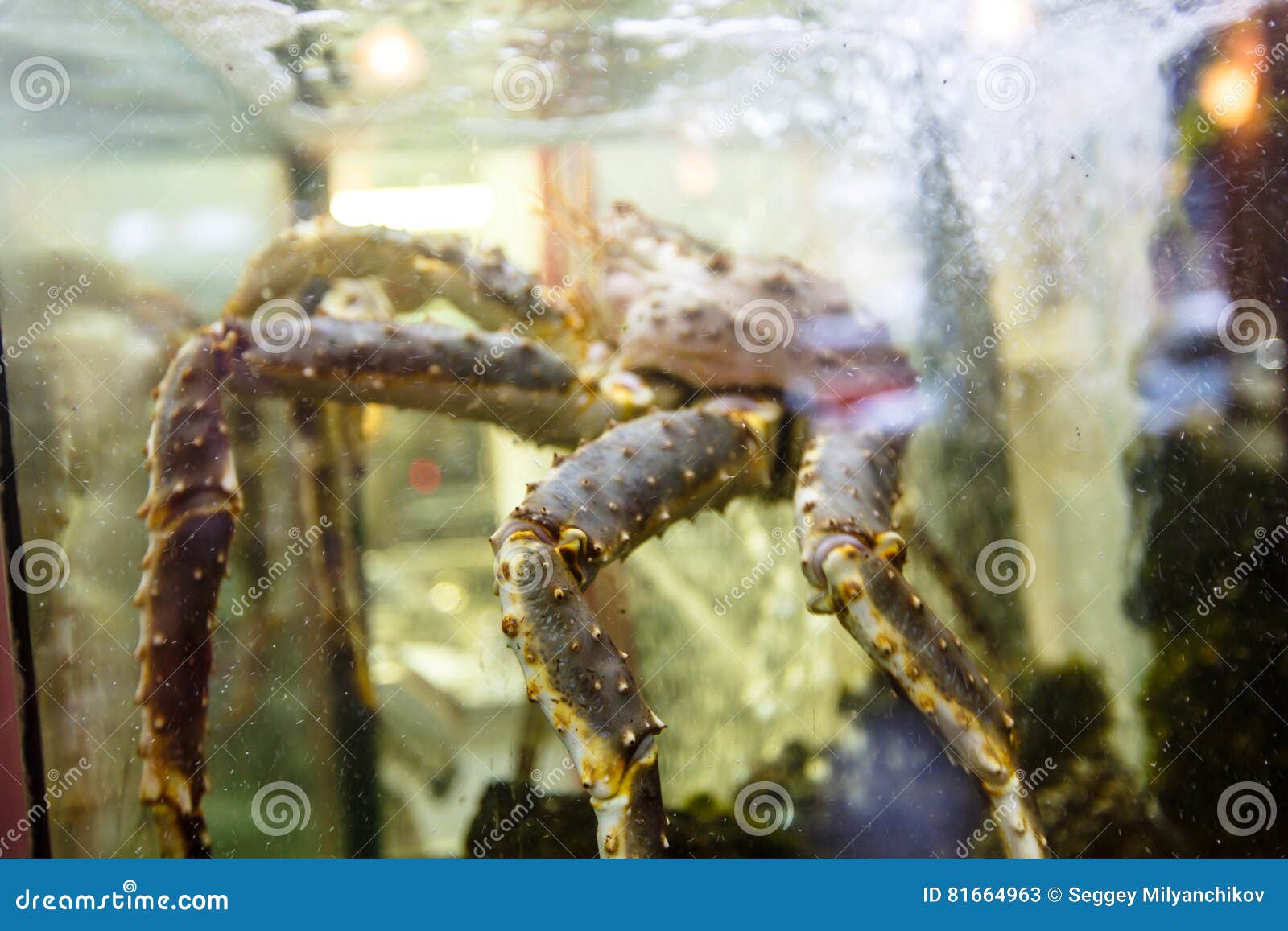 Leef Koningskrab Zit in Het Aquarium in Het Restaurant Bea Stock ...
