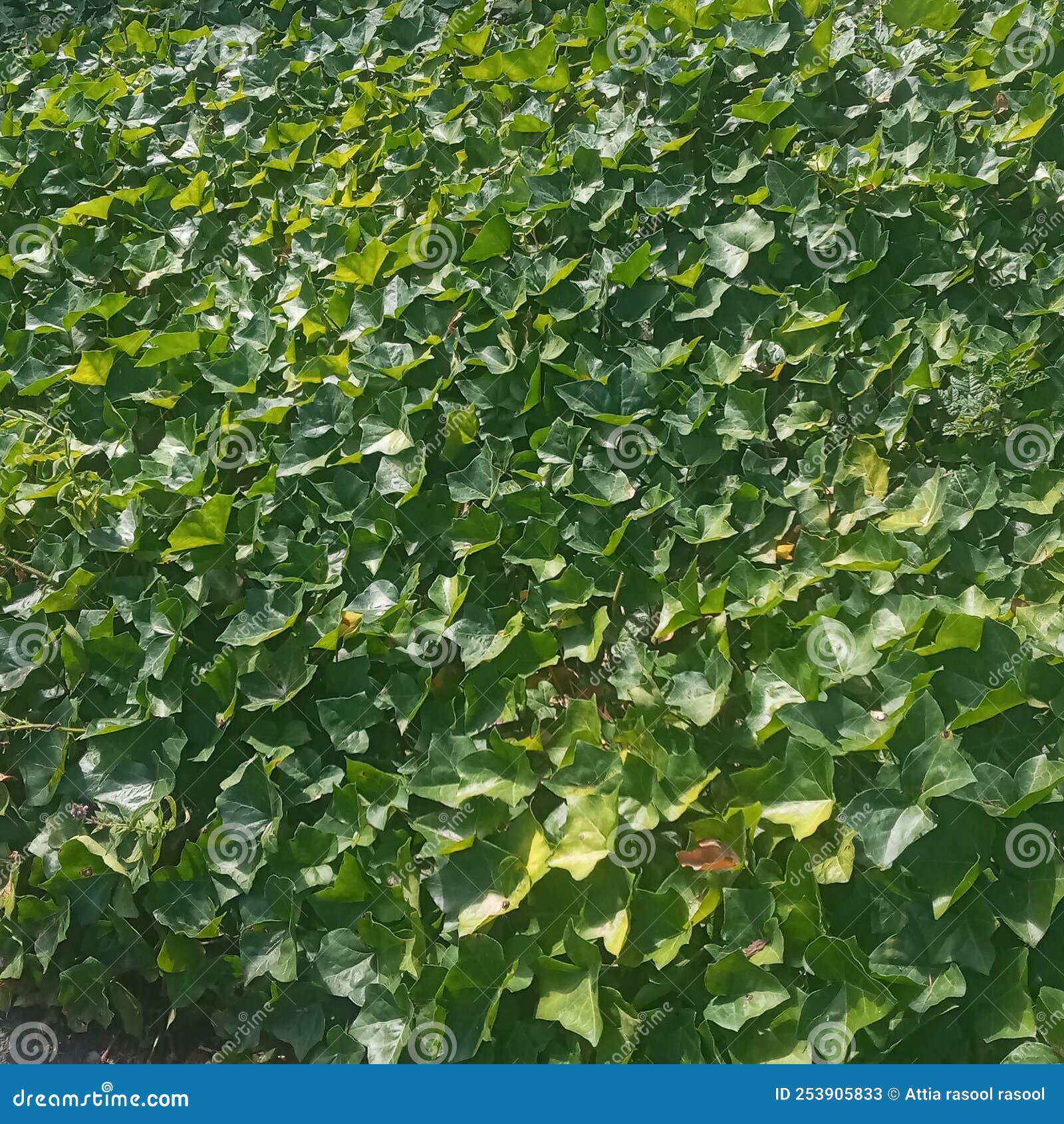 Leefs for fresh oxygen stock image. Image of leefs, oxygen - 253905833