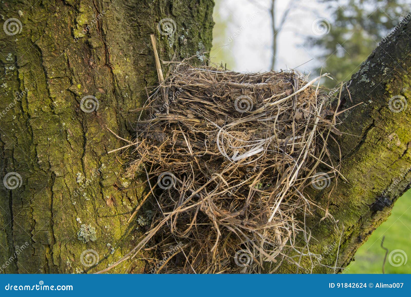 Leeg nest op de boom stock foto. Image of achtergrond - 91842624