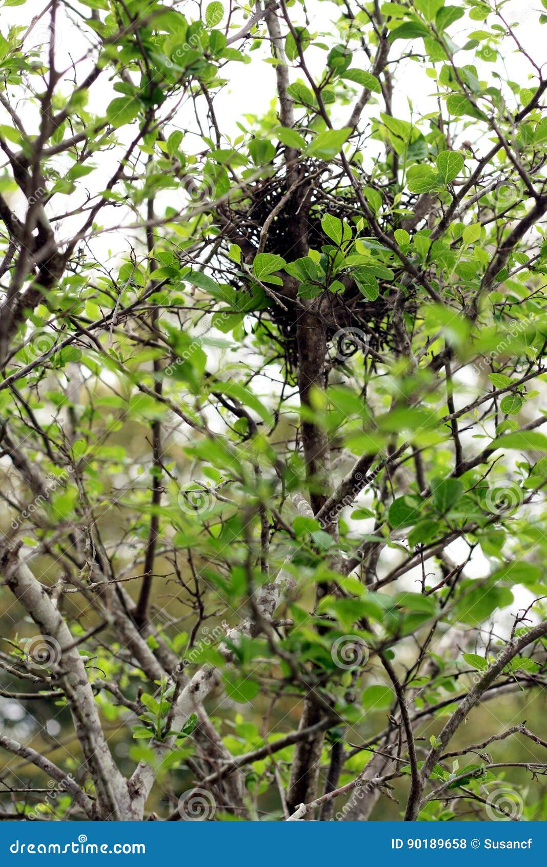 Leeg Vogel` S Nest in Een Boom Stock Foto - Image of vogels, seizoen ...