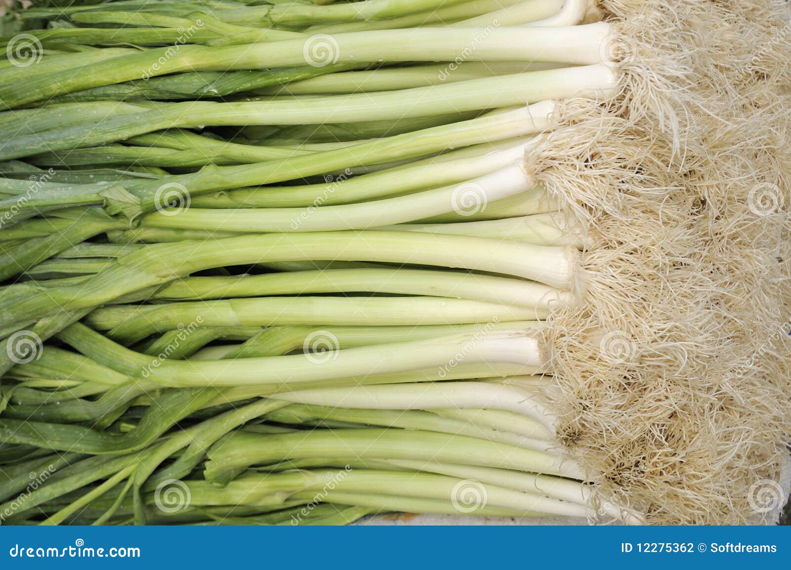 Leek stock photo. Image of crop, green, pattern, fresh - 12275362