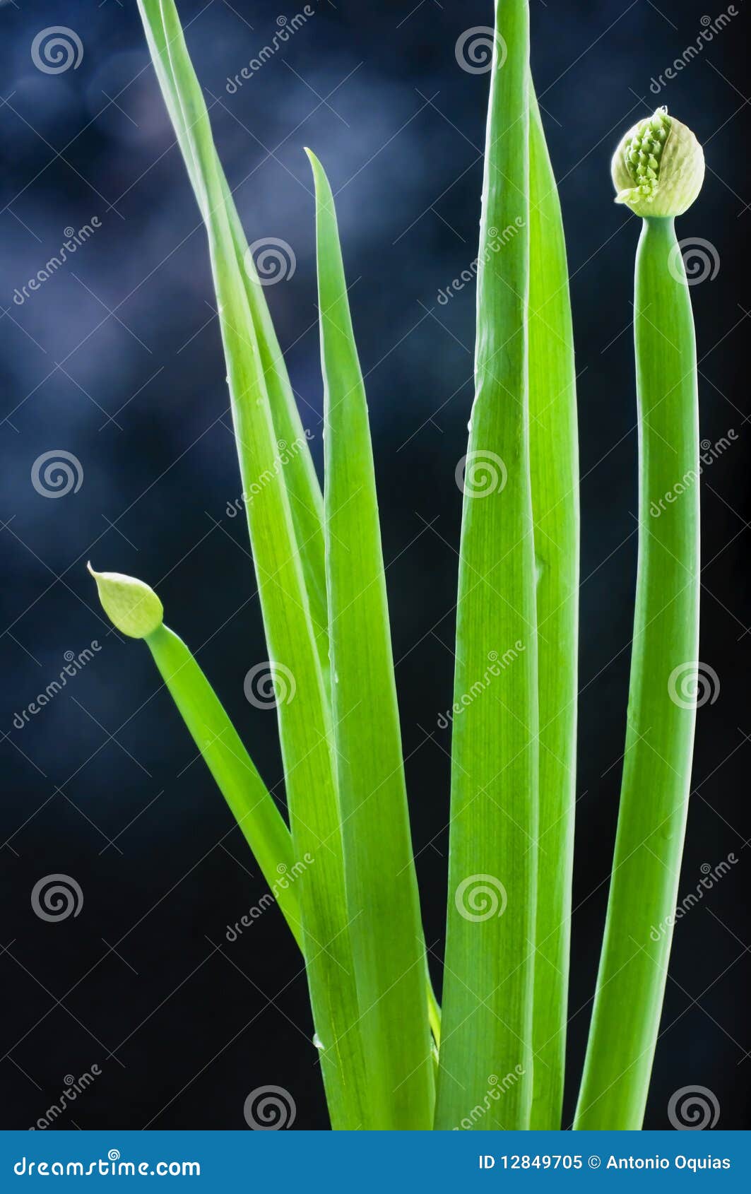 Leek stock image. Image of farm, leek, organic, food - 12849705