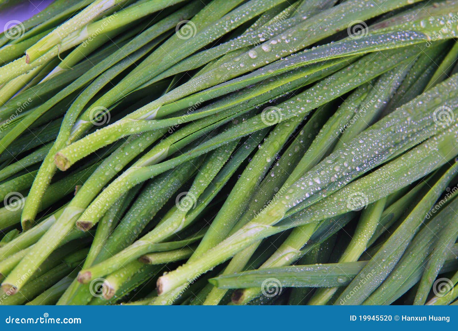 Leek stock photo. Image of tasty, leek, colorful, nature - 19945520
