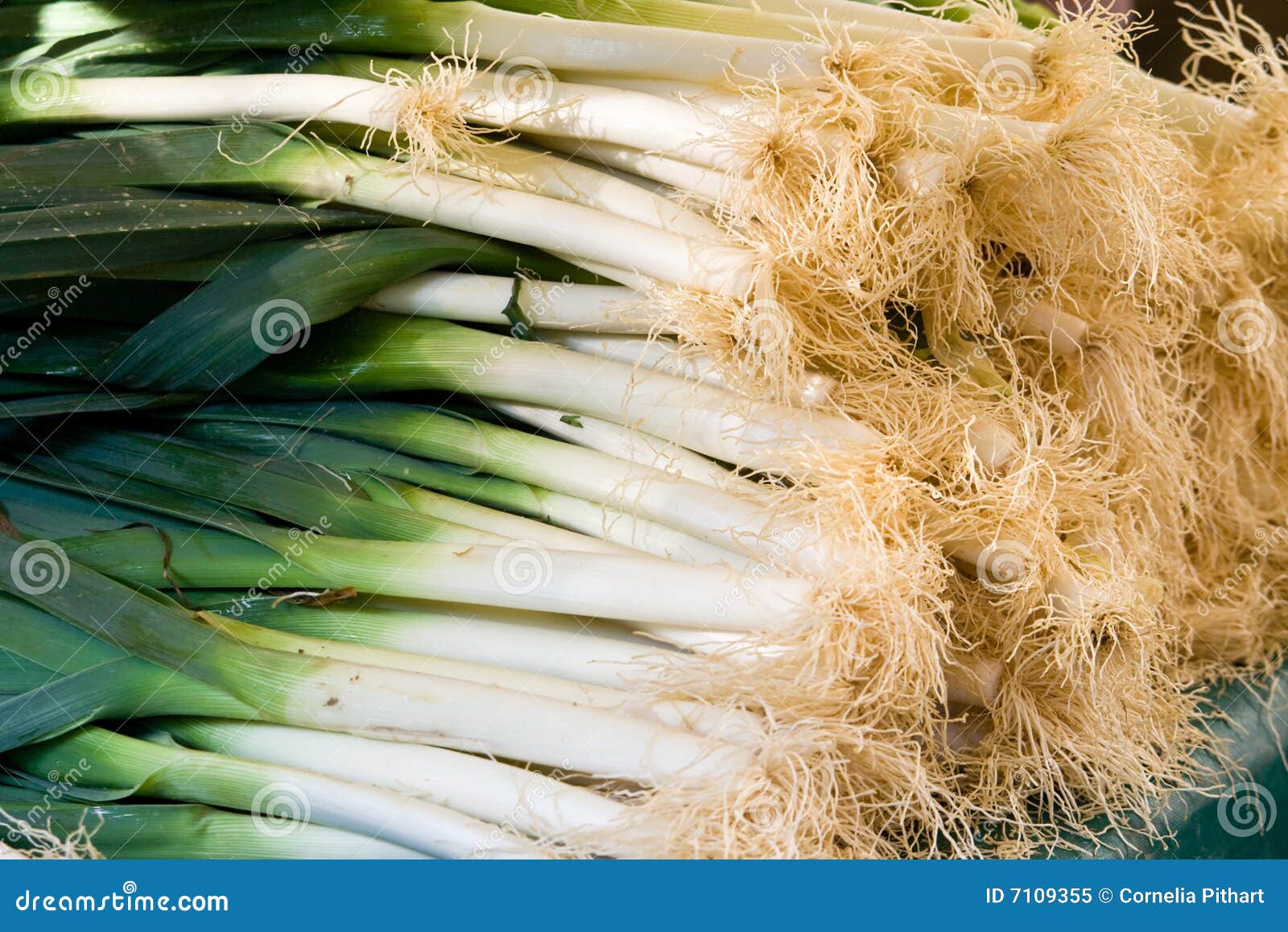 Leek stock image. Image of garlic, food, leek, allium - 7109355