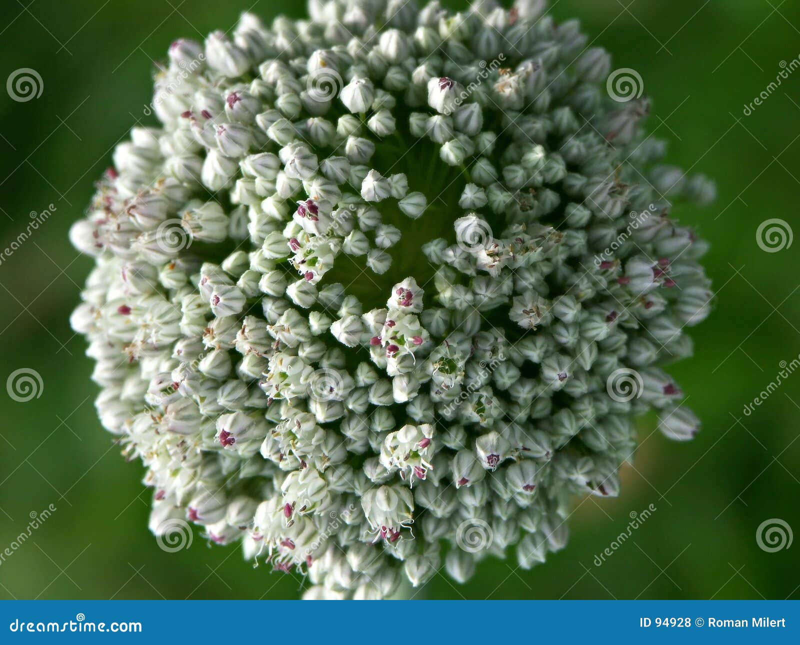 Leek stock photo. Image of blooming, garden, nature, stem - 94928
