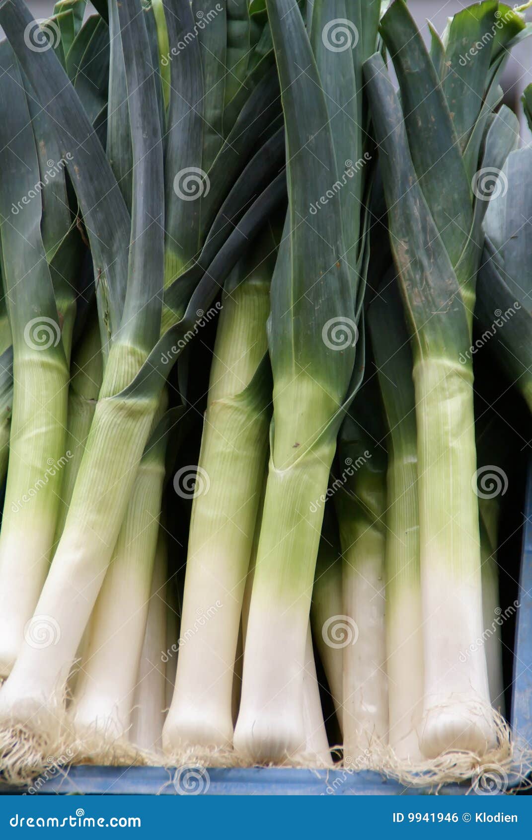 Leek stock photo. Image of vegetable, life, nature, vegetables - 9941946