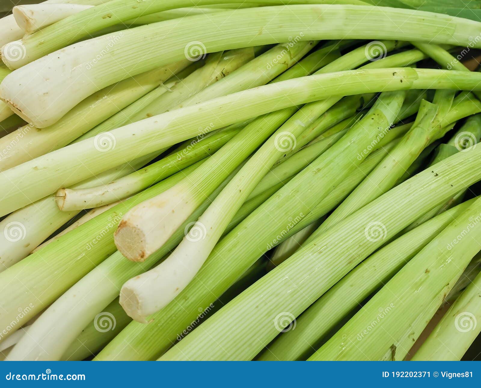 Leek allium porrum stock image. Image of leek, taste - 192202371