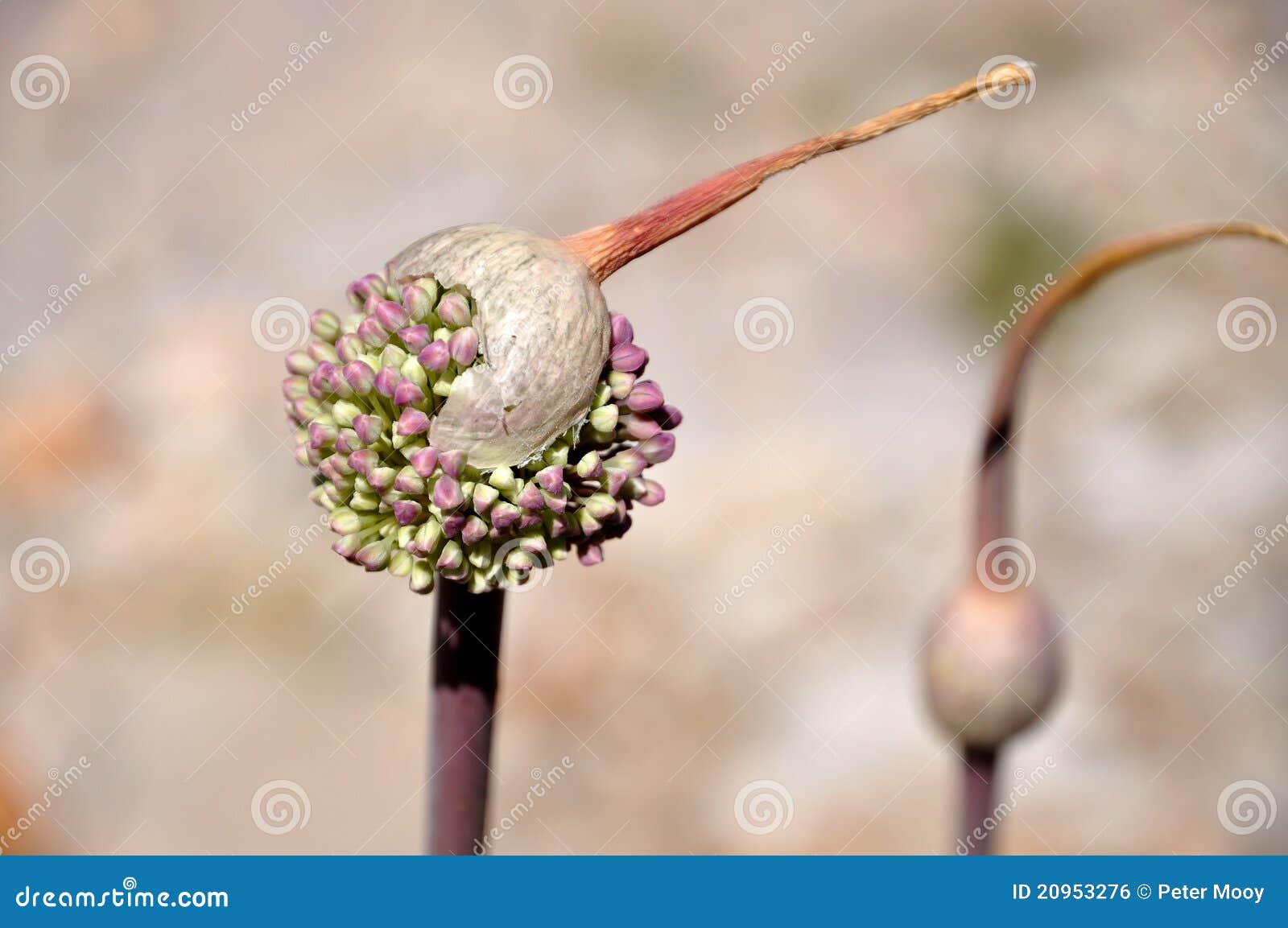 Leek bud stock photo. Image of tiny, enclosed, plant - 20953276