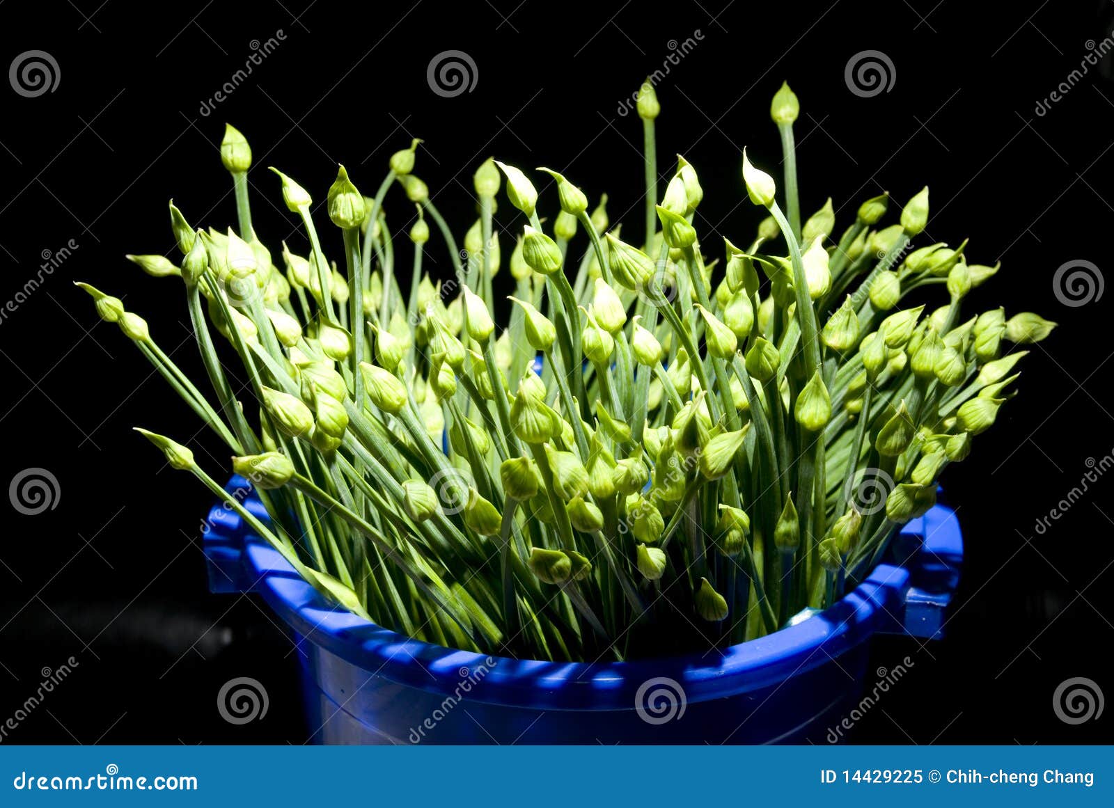 Leek Chives stock image. Image of leek, grown, commodity - 14429225