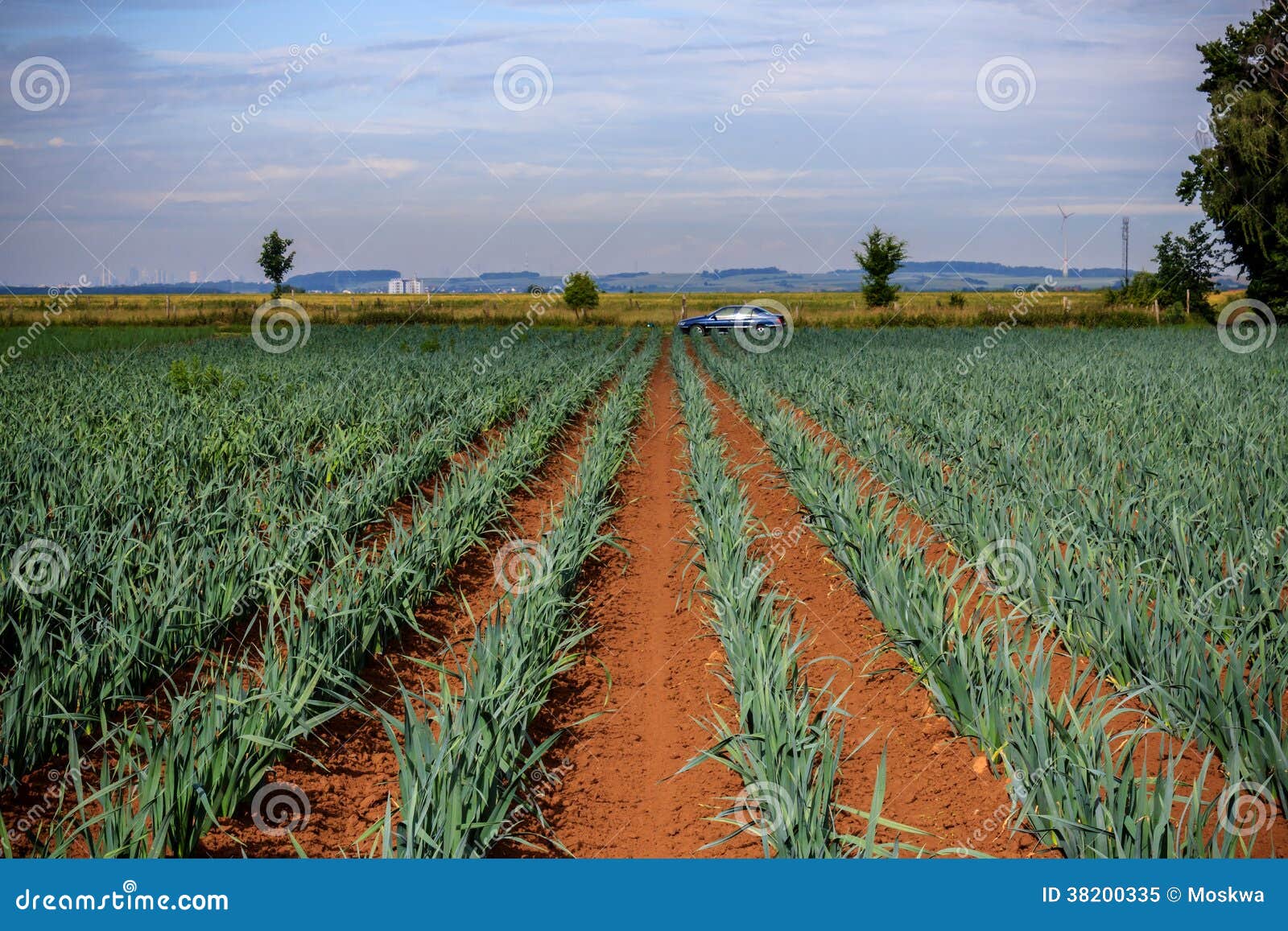 Leek field stock image. Image of leek, leaves, freshness - 38200335