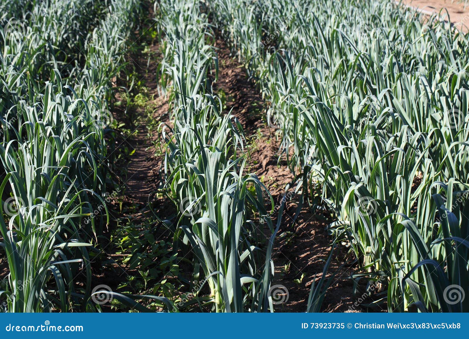 Leek Field stock image. Image of countryside, natural - 73923735