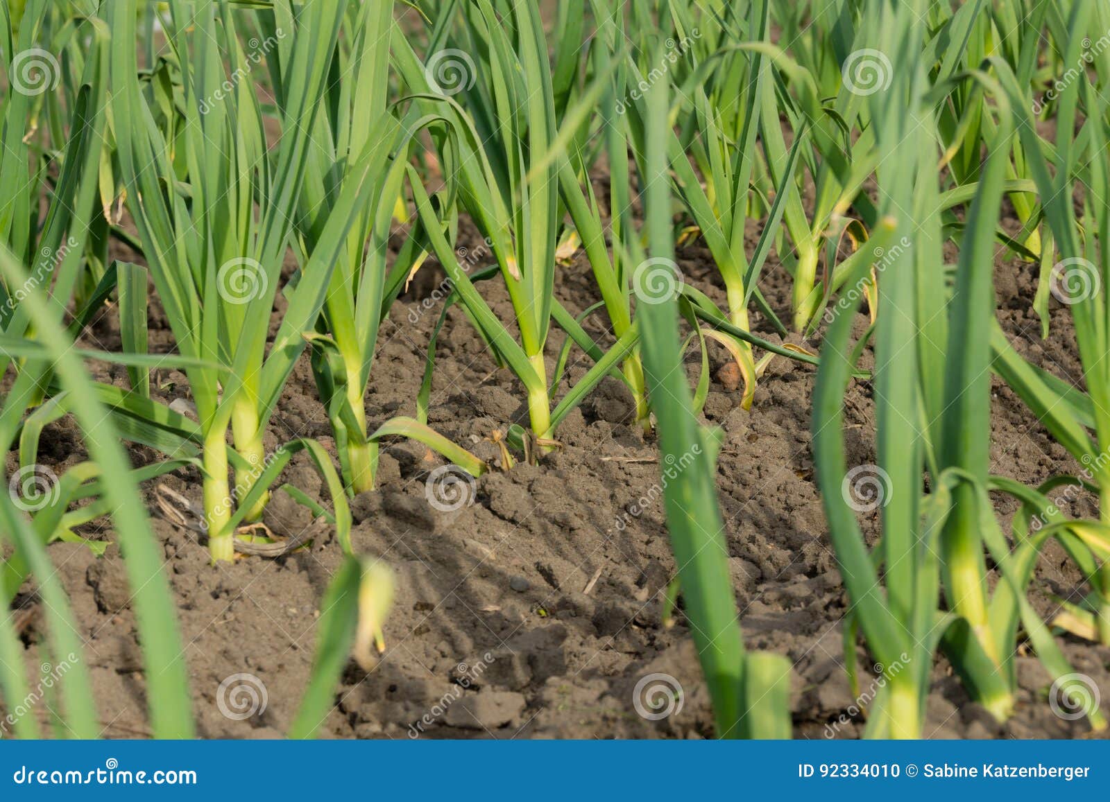 Leek on the field stock photo. Image of agriculture, rural - 92334010