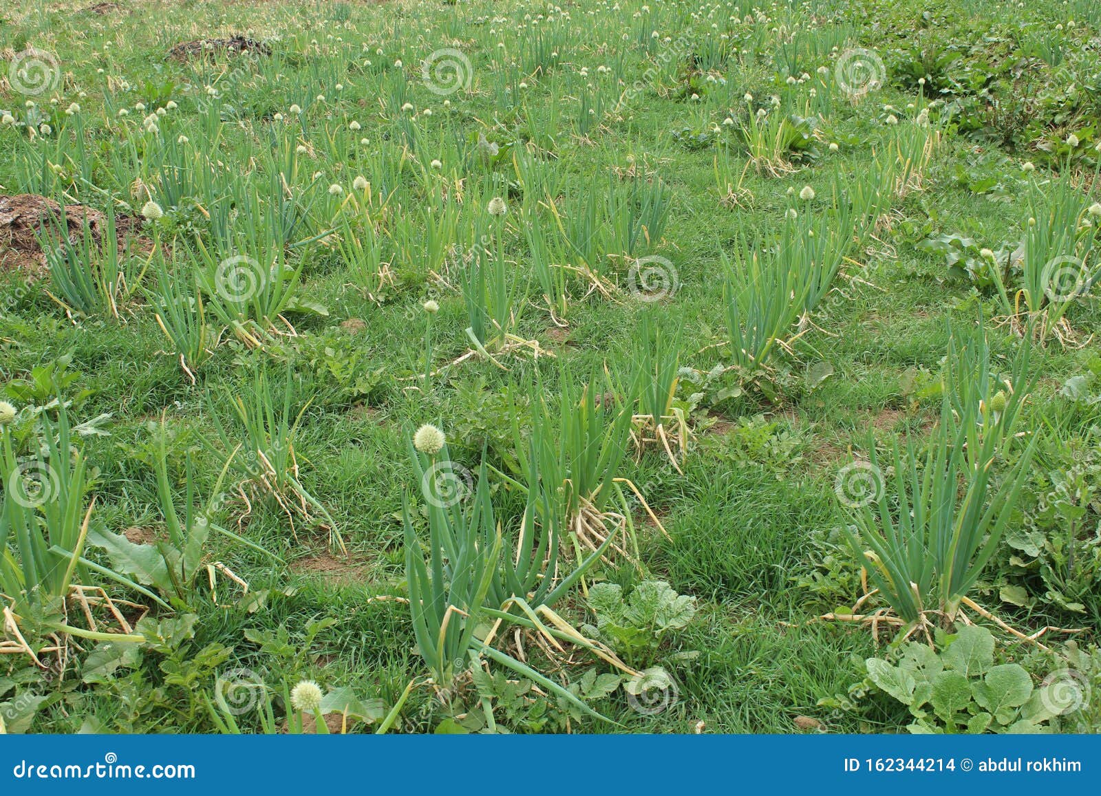 Leek field stock photo. Image of leek, cabbage, field - 162344214