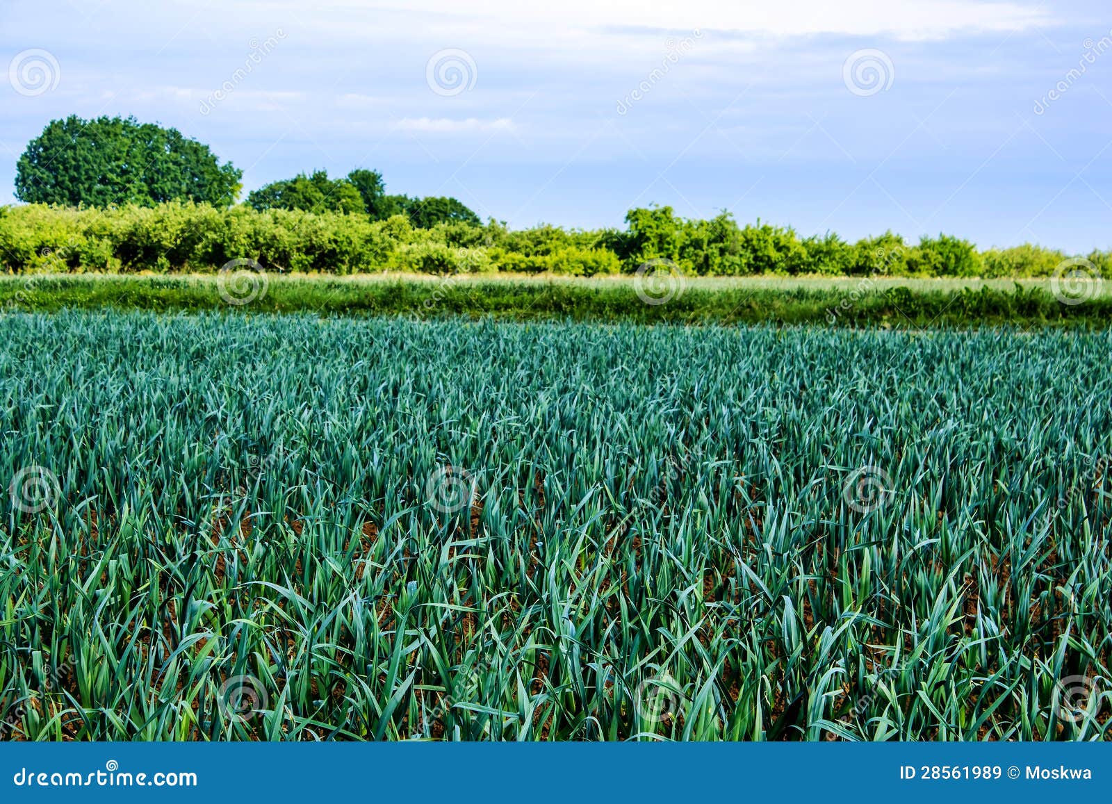 Leek field in summer stock image. Image of food, soil - 28561989