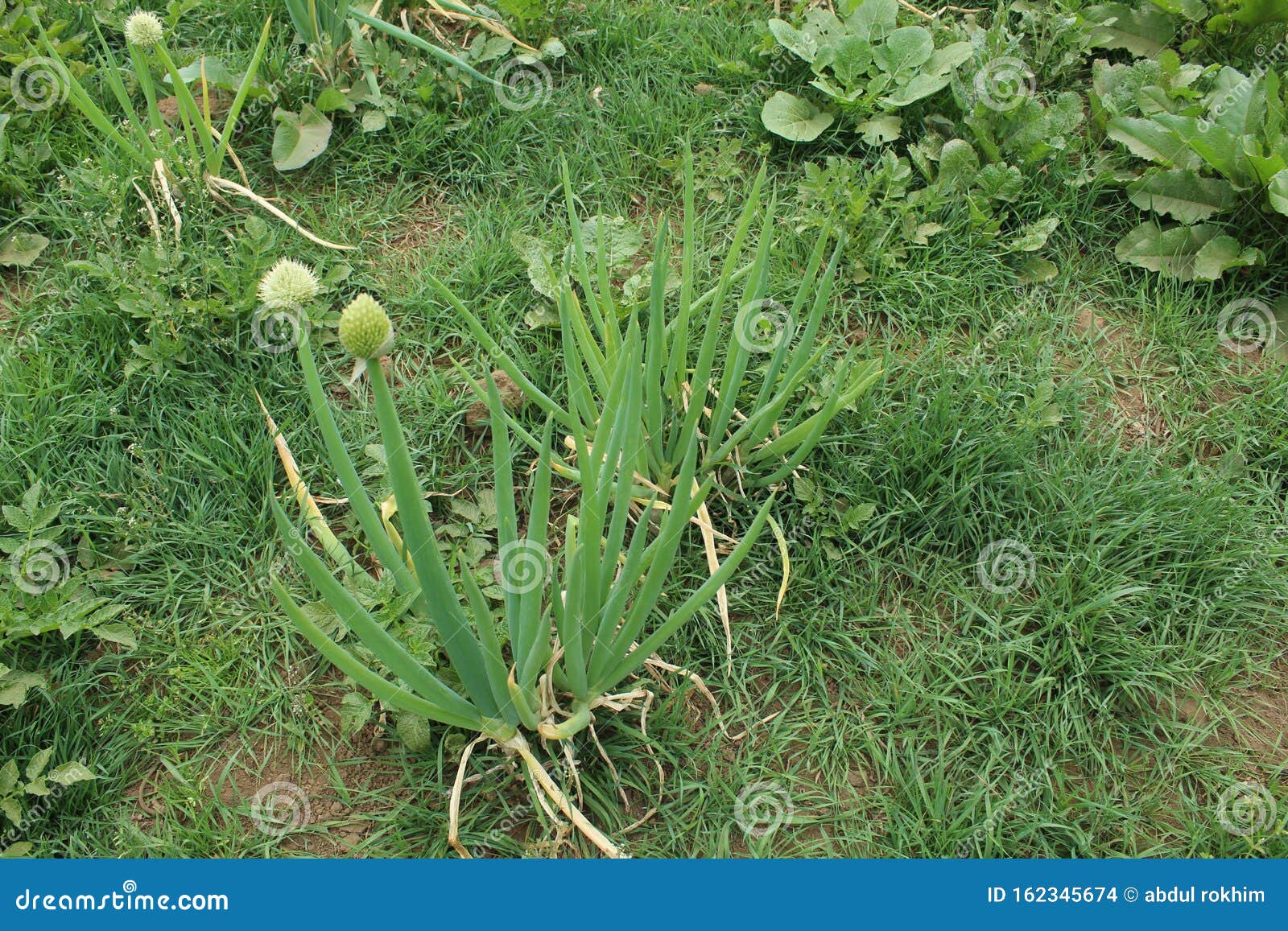 Leek fields stock photo. Image of fields, leek, flower - 162345674