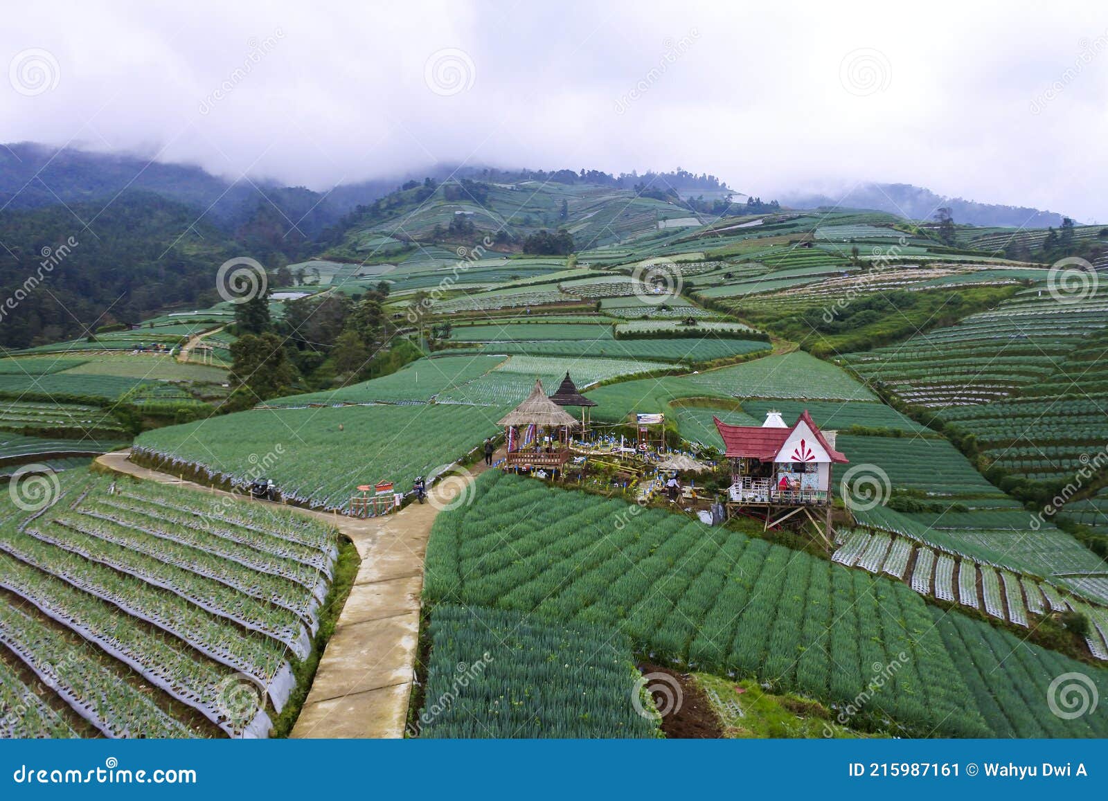 Leek fields editorial photo. Image of landscape, hill - 215987161
