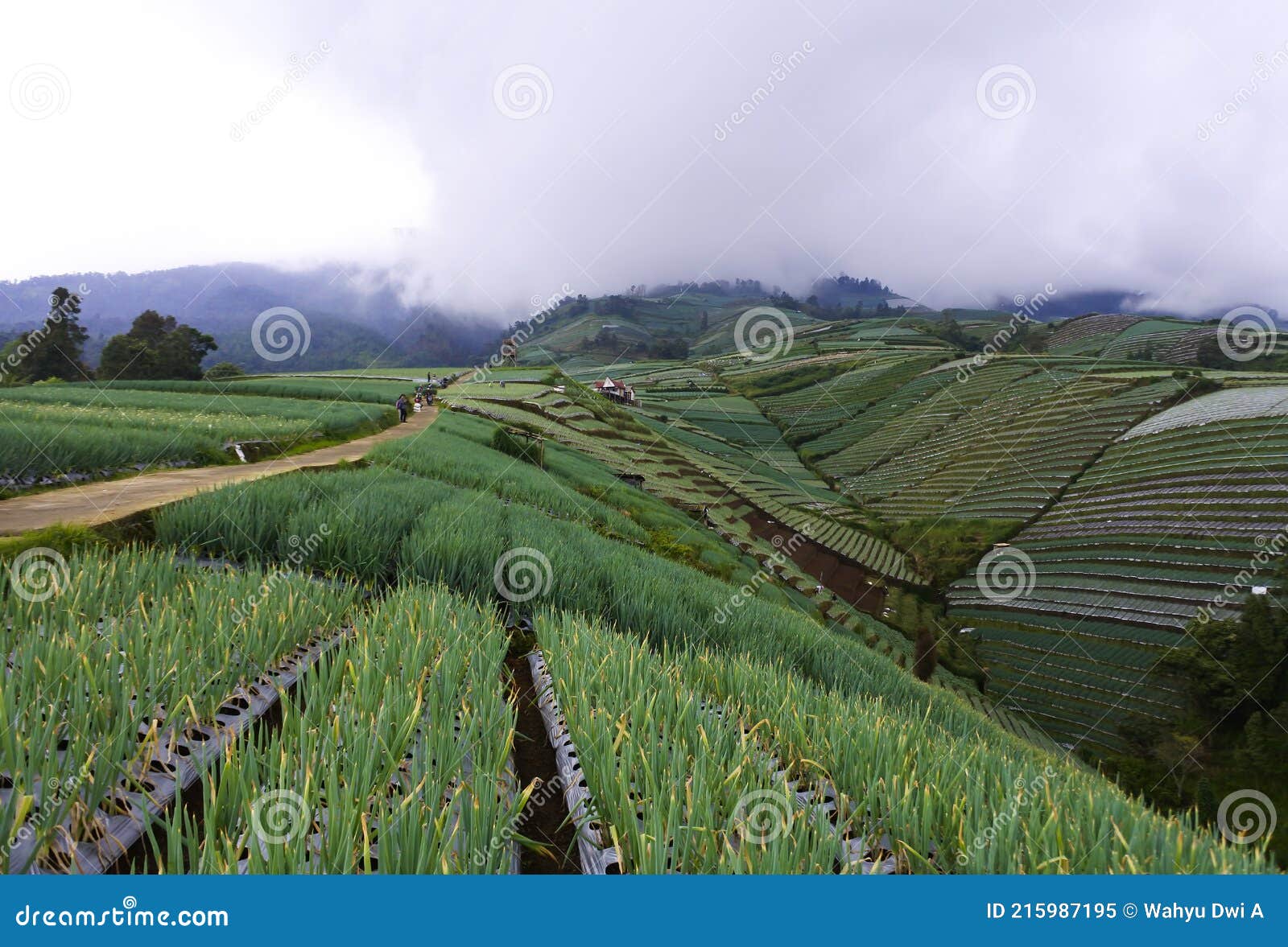 Leek fields stock image. Image of tree, plantation, flower - 215987195
