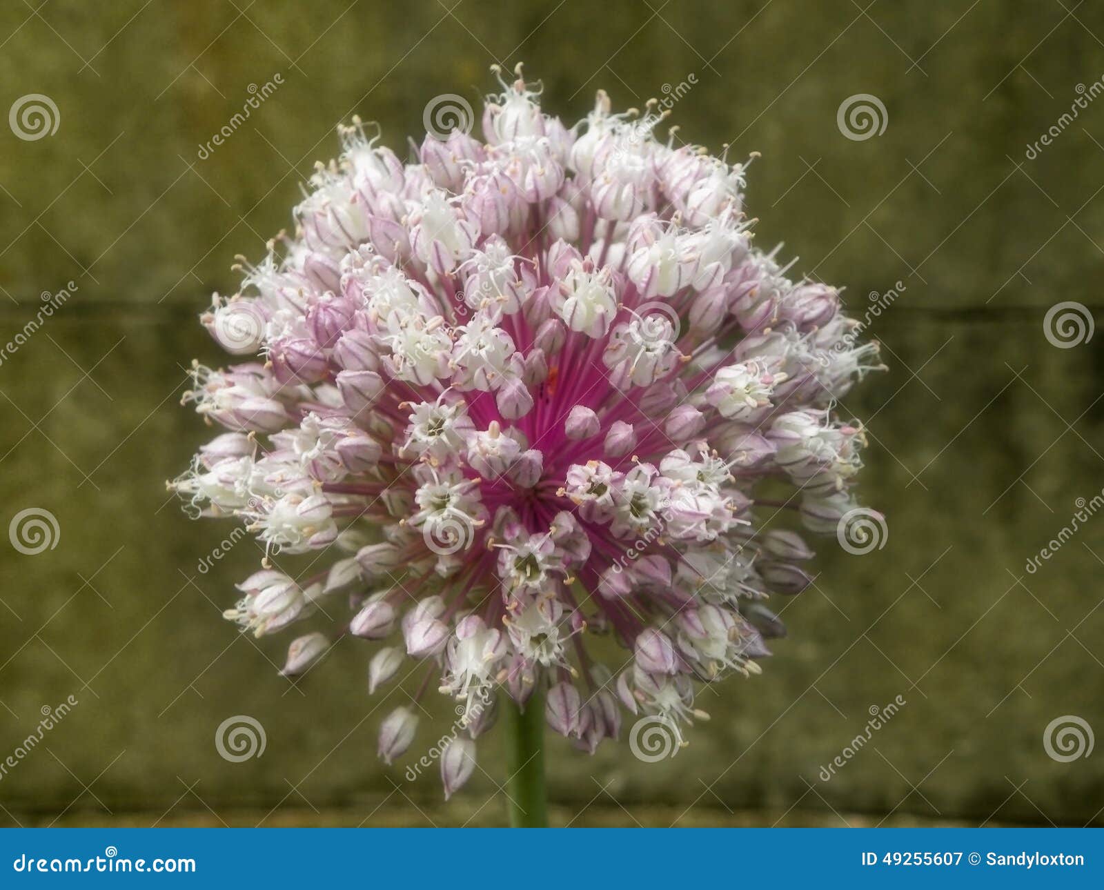 Leek flower stock image. Image of african, gardens, flowers - 49255607