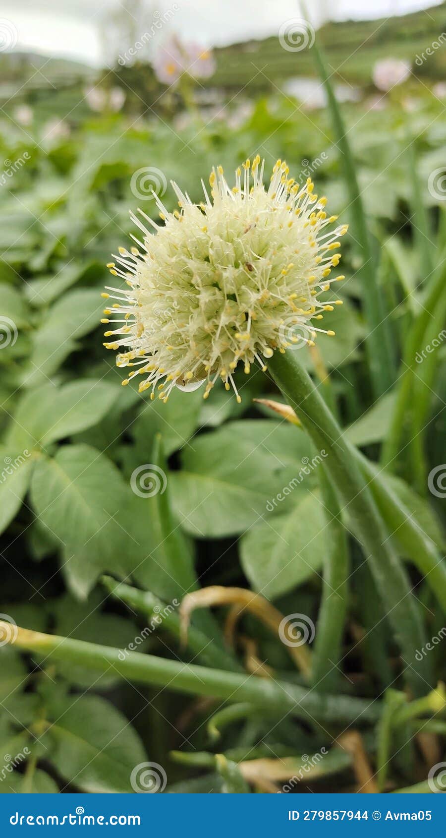 Leek Flower at the field stock photo. Image of view - 279857944