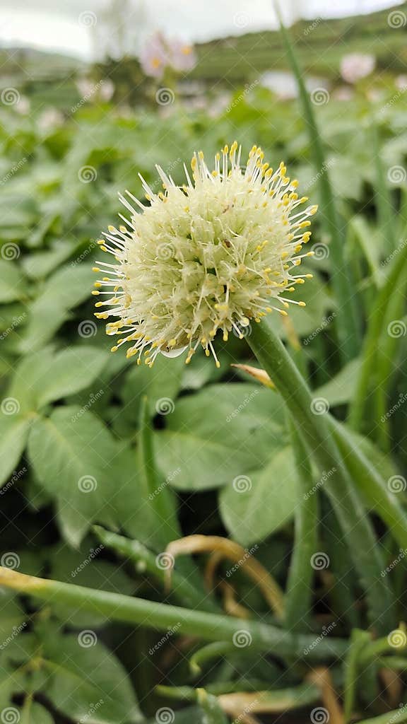 Leek Flower at the field stock photo. Image of view - 279857944