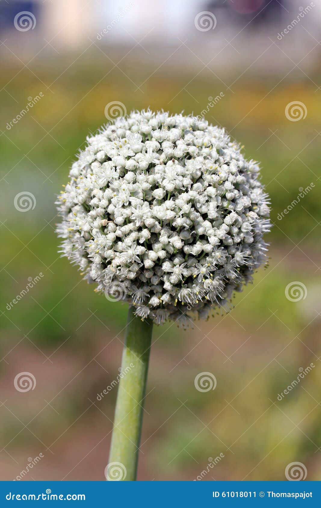 Leek flower stock image. Image of gardening, large, white - 61018011