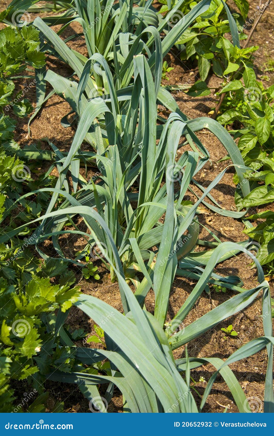 Leek in the garden stock photo. Image of green, nutrition - 20652932