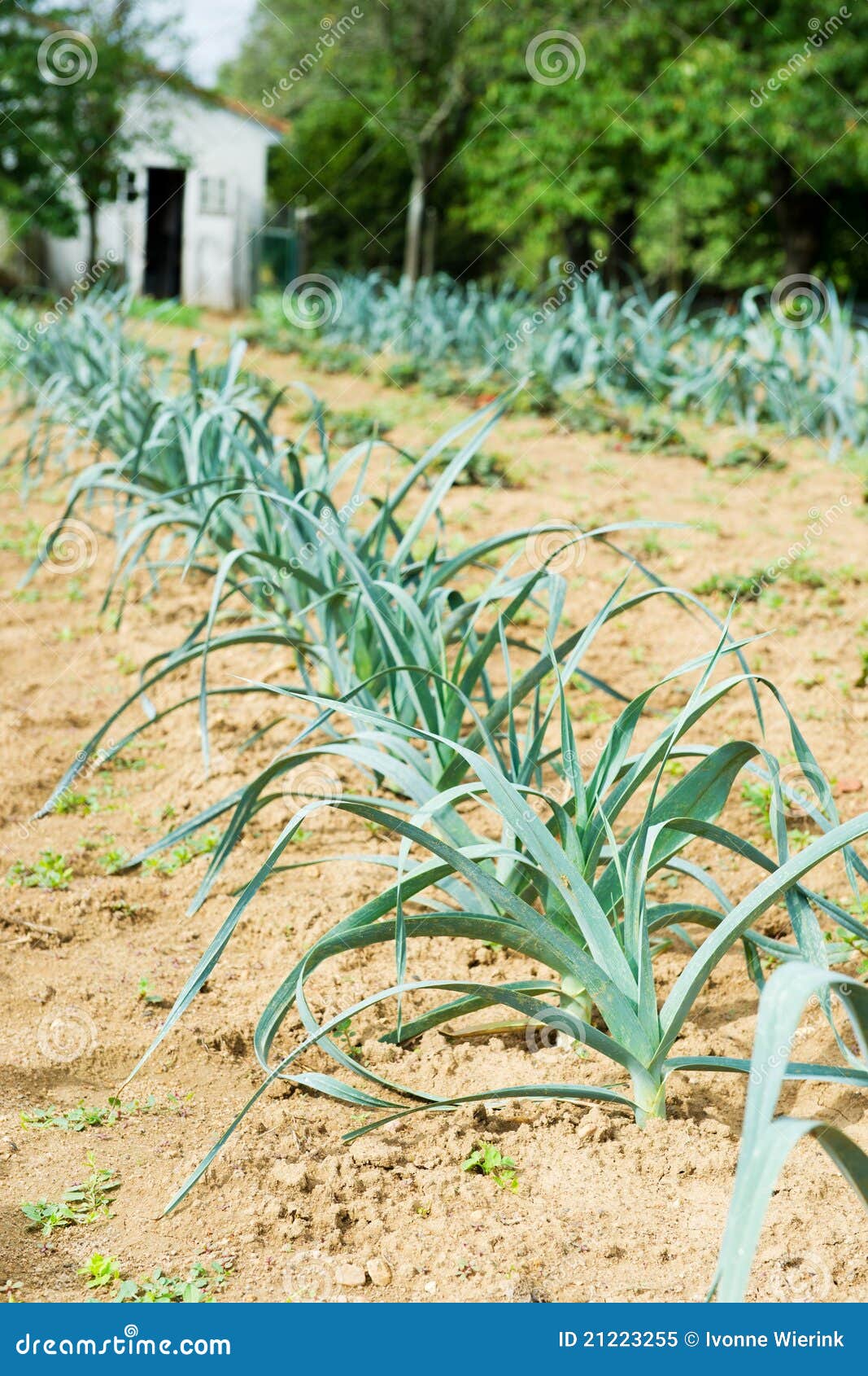 Leek in the garden stock image. Image of vertical, rows - 21223255