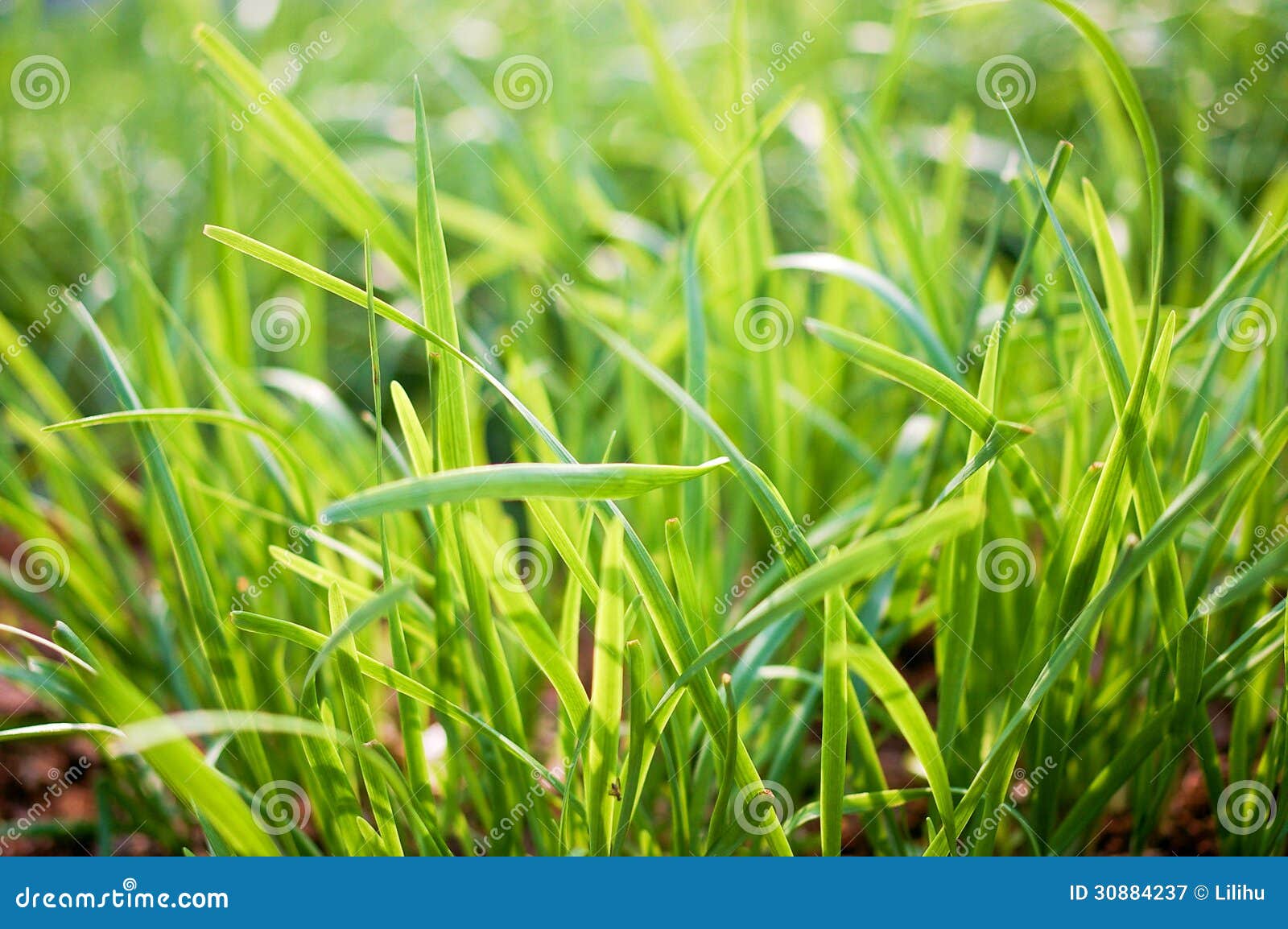 Leek in garden stock image. Image of leek, sunny, growth - 30884237