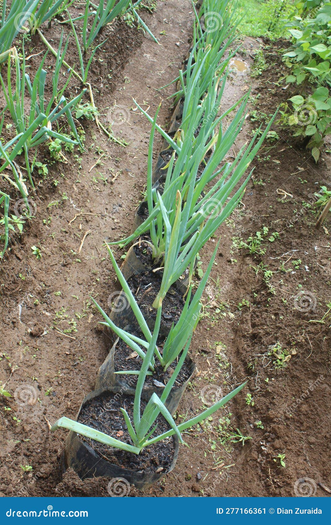 Leek on the garden stock image. Image of herb, yard - 277166361