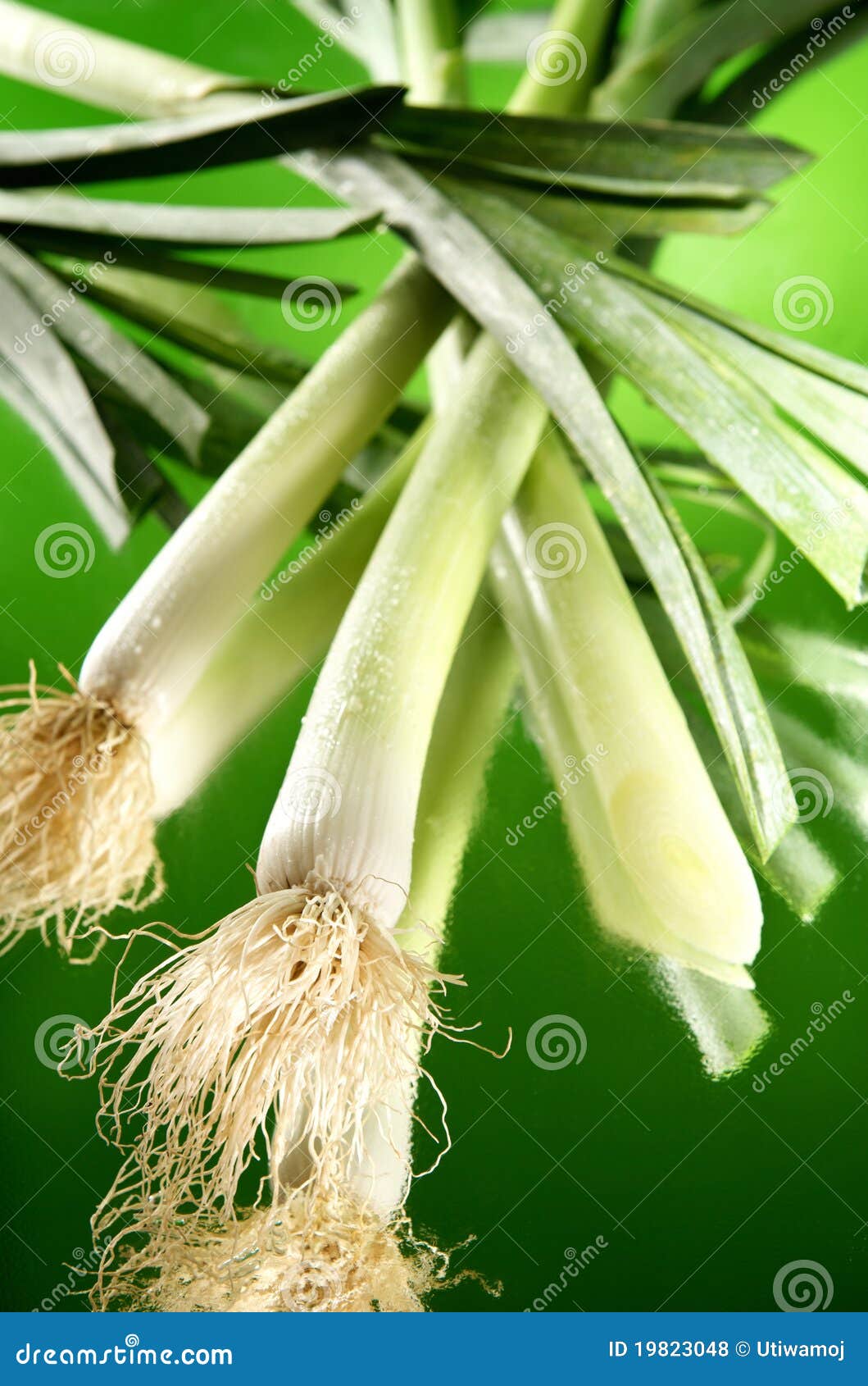 Leek on green background stock photo. Image of garden - 19823048