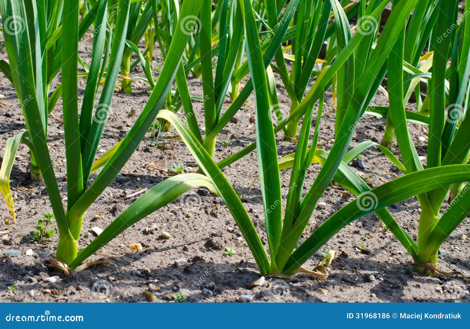 Leek stock photo. Image of leek, garden, leaf, growth - 31968186