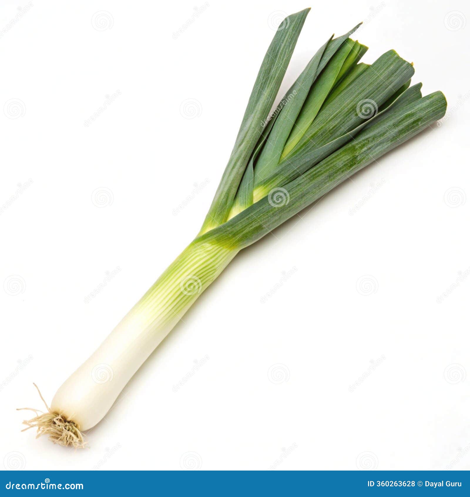 Leek Isolated on Transparent Background Stock Illustration ...