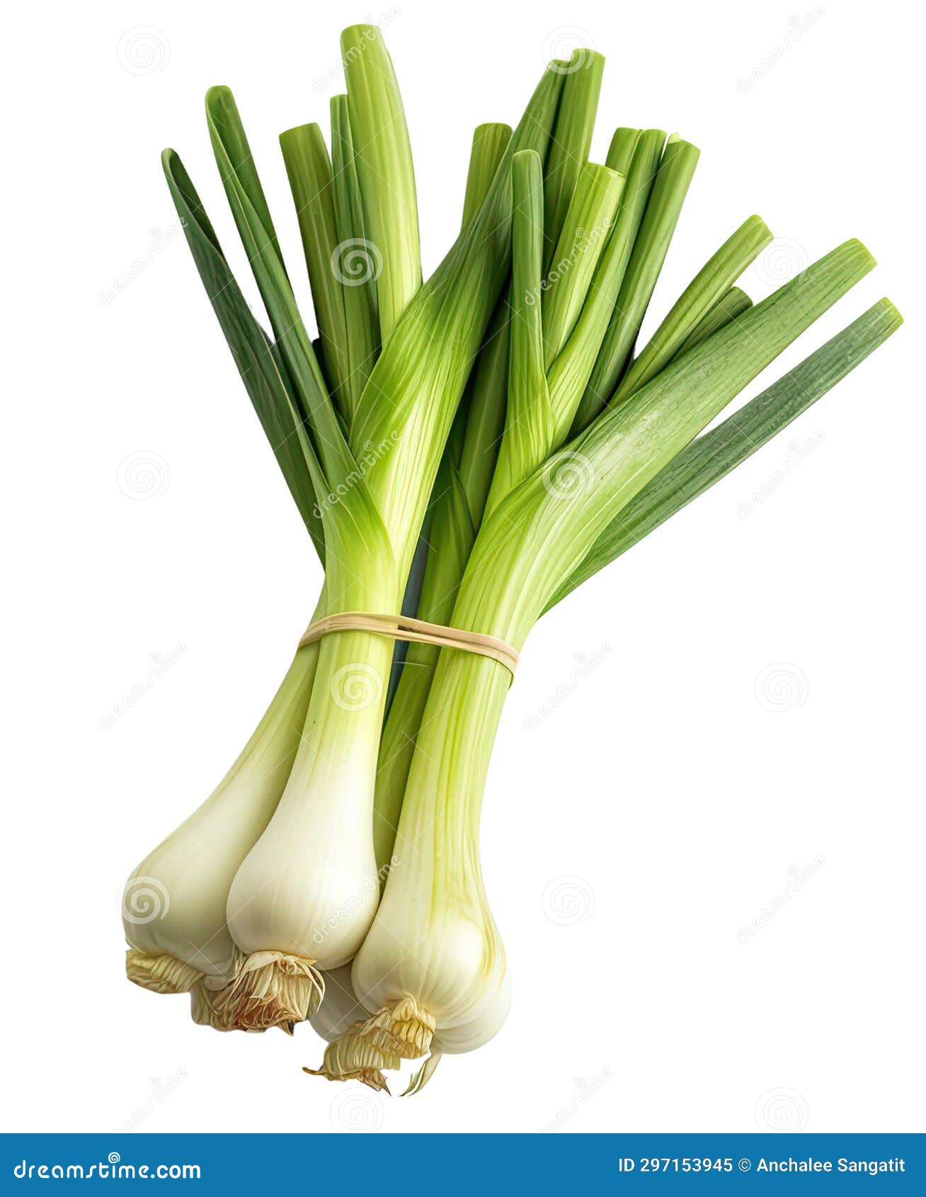 Leek Isolated on Transparent Background PNG Stock Image - Illustration ...