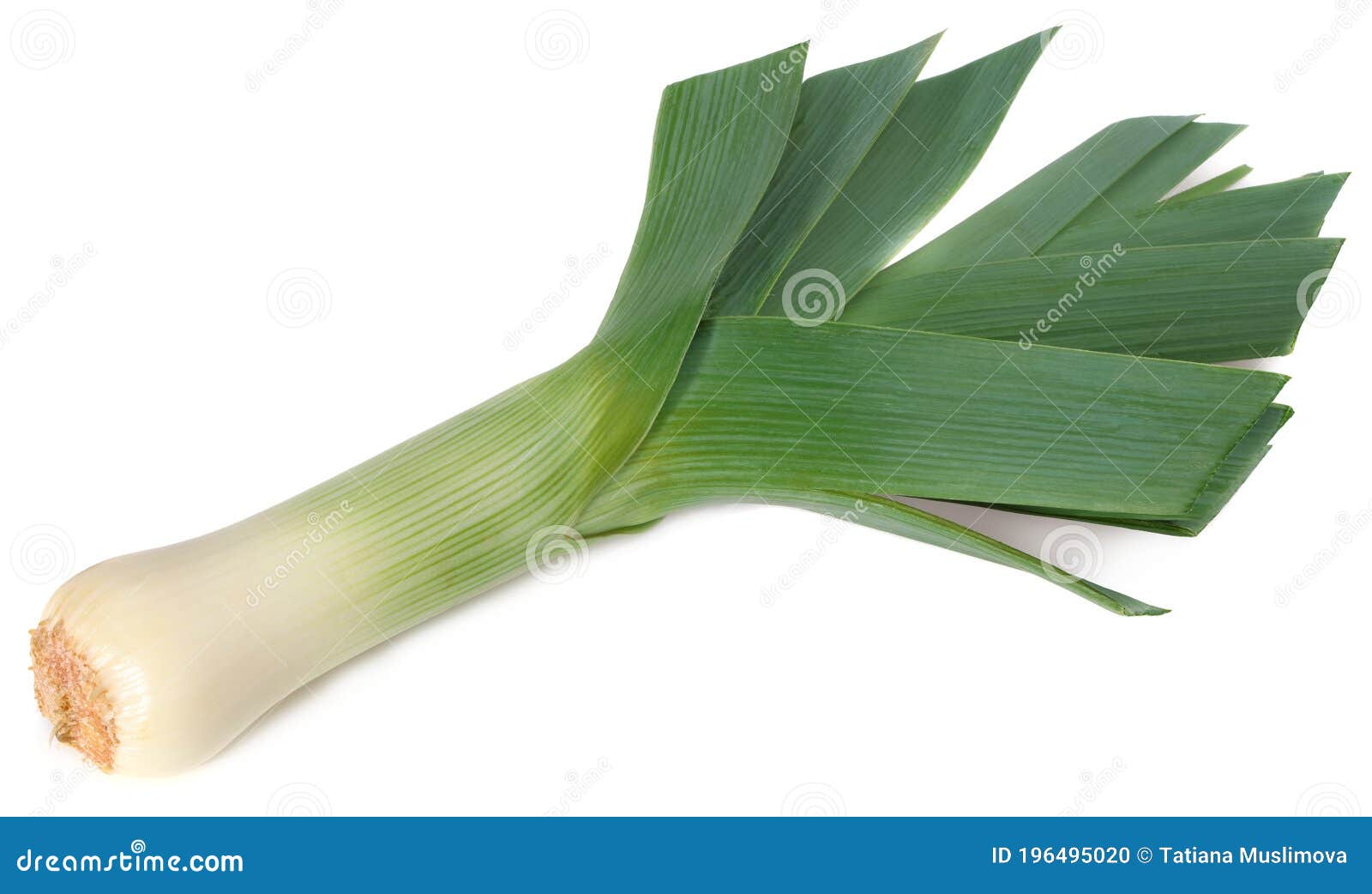 Leek Isolated on White Background. Full Depth of Field Stock Photo ...