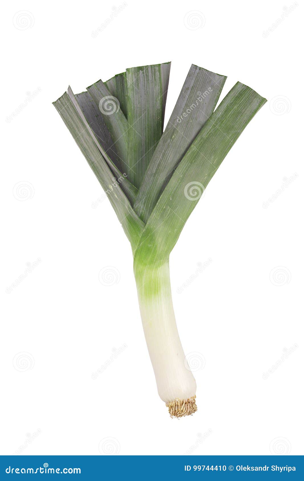 Fresh leek isolated stock photo. Image of leek, background - 99744410