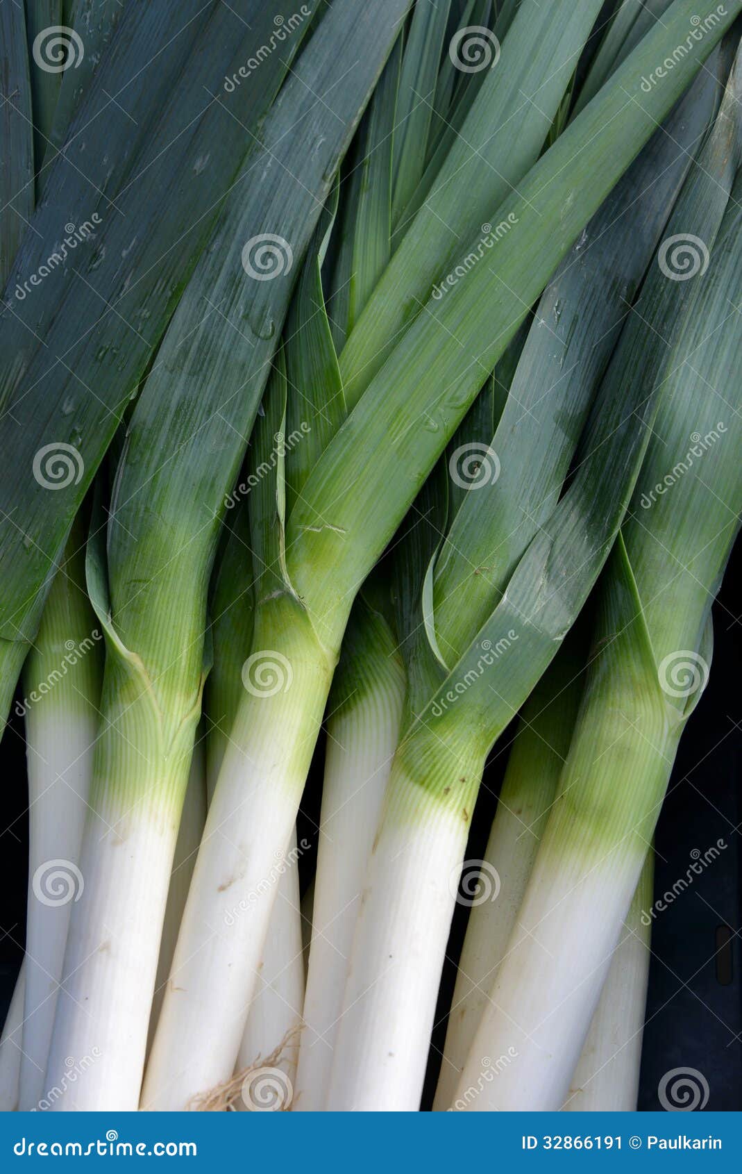 Leek stock image. Image of healthy, leek, white, gastronomy - 32866191