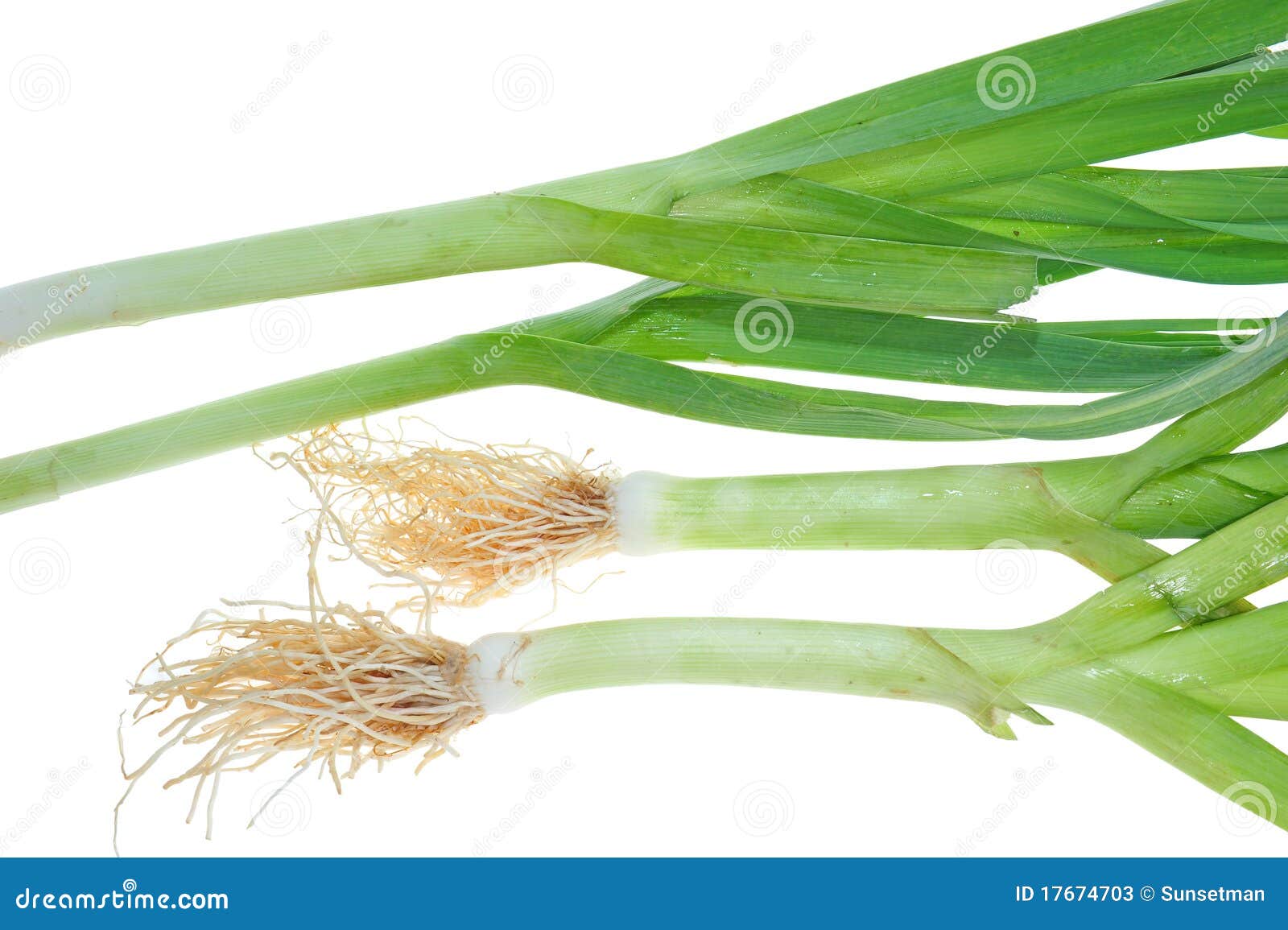 Leek Plant stock image. Image of underground, plant, isolated - 17674703