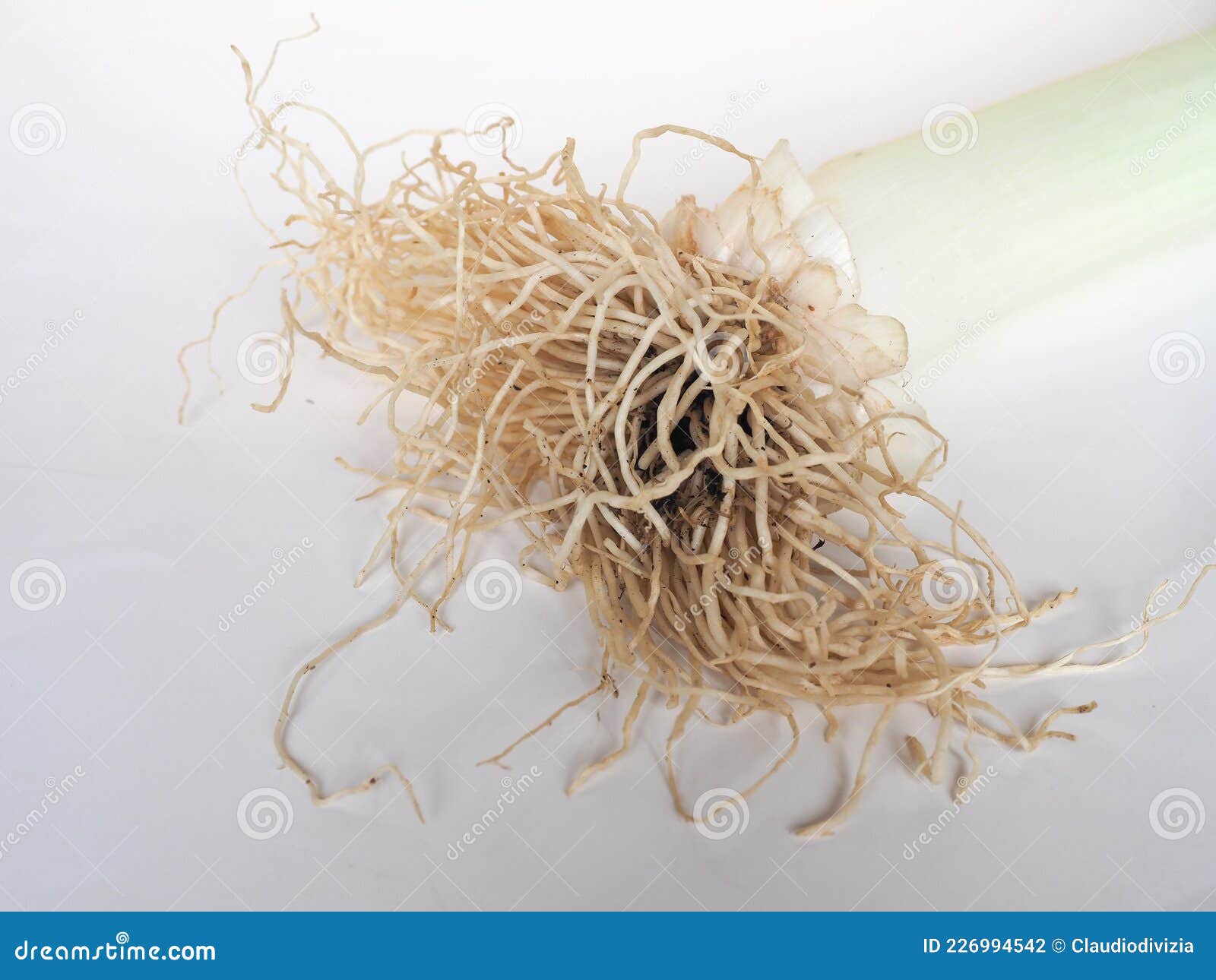Leek plant root stock photo. Image of plant, roots, vegan - 226994542