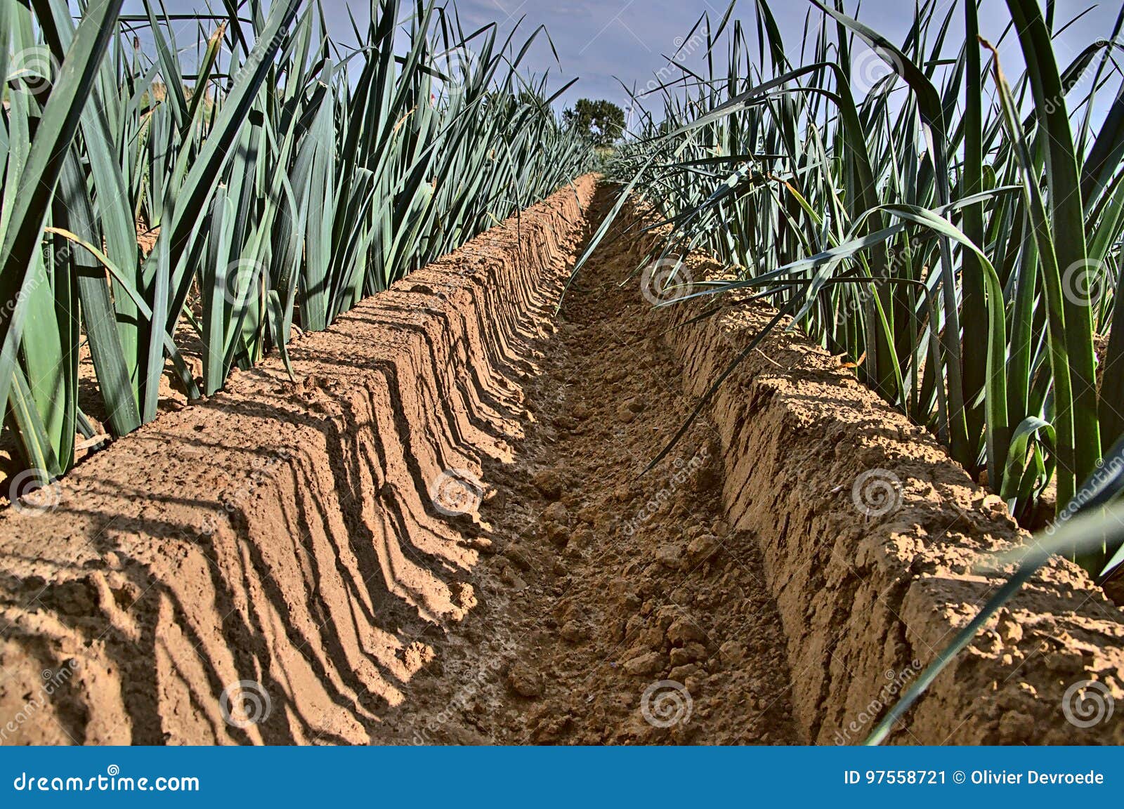 Leek planted in a field stock image. Image of earth, closeup - 97558721