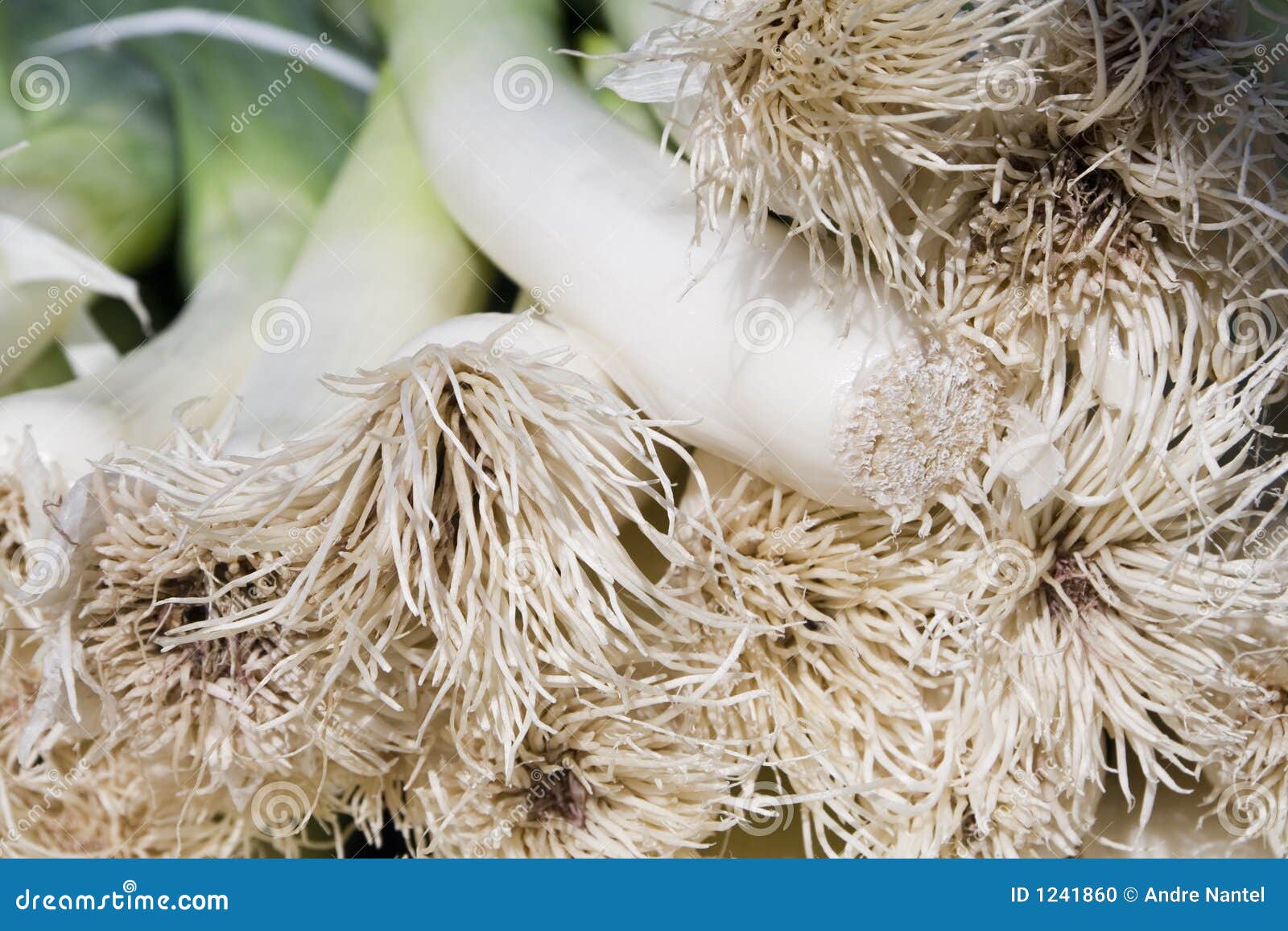 Leek Roots stock photo. Image of macro, bulb, bushel, vegetable - 1241860