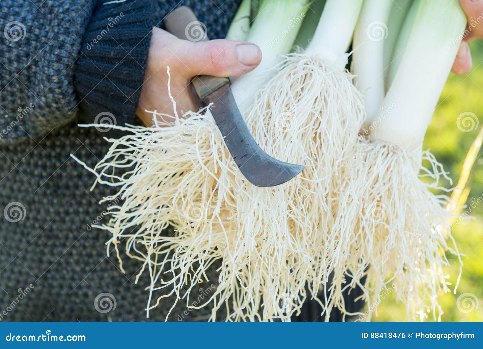 Leek Roots and a Pruning Knife Stock Photo - Image of trim, stem: 88418476