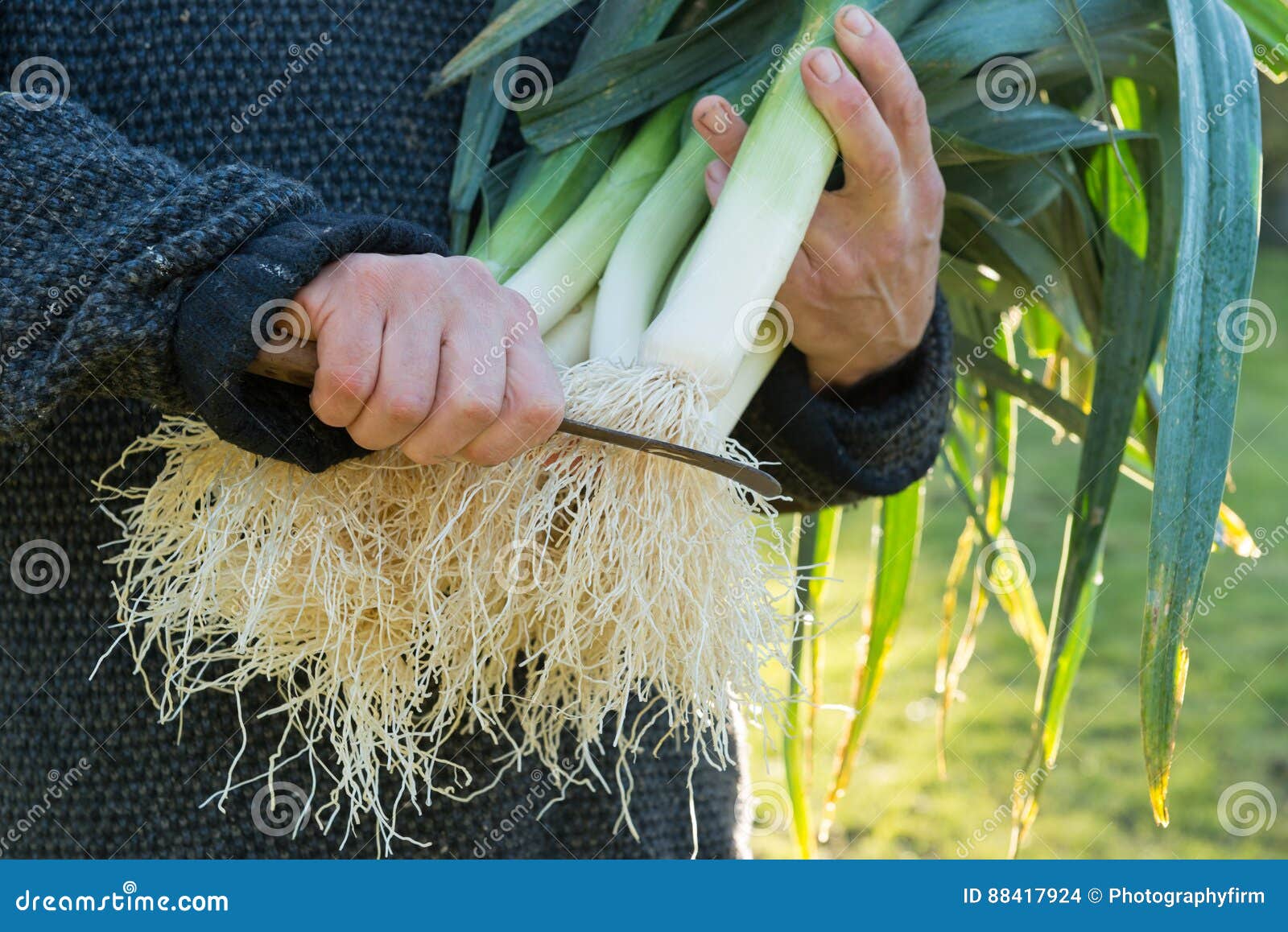 Leek Roots about To Be Trimmed with a Knife Stock Photo - Image of farm ...