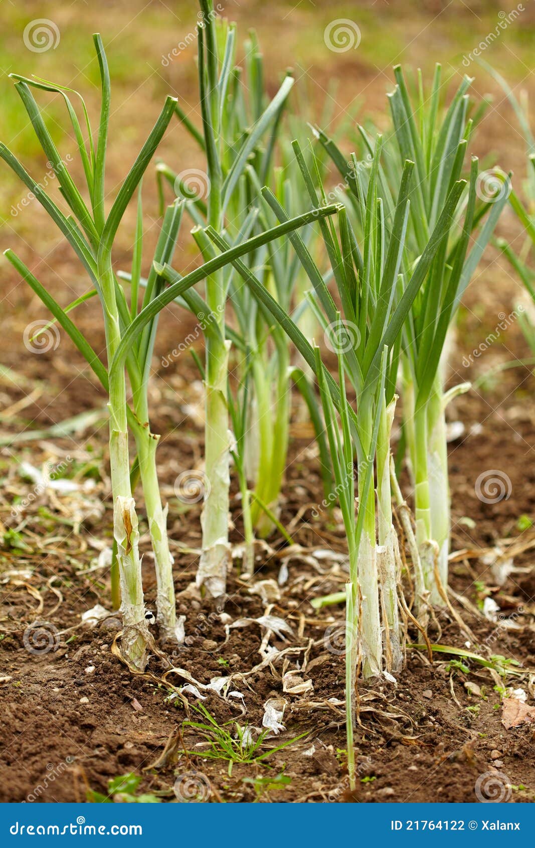 Leek soiled stock photo. Image of growth, growing, countryside - 21764122