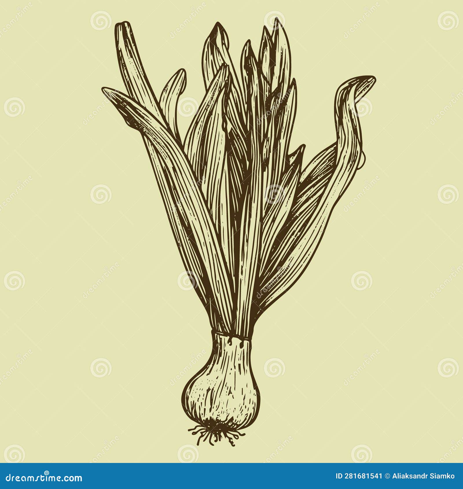 Leek Vector Drawing. Isolated Hand Drawn, Engraved Style Illustration ...