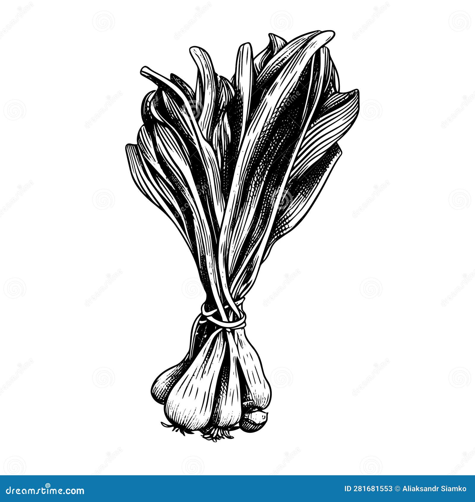 Leek Vector Drawing. Isolated Hand Drawn, Engraved Style Illustration ...