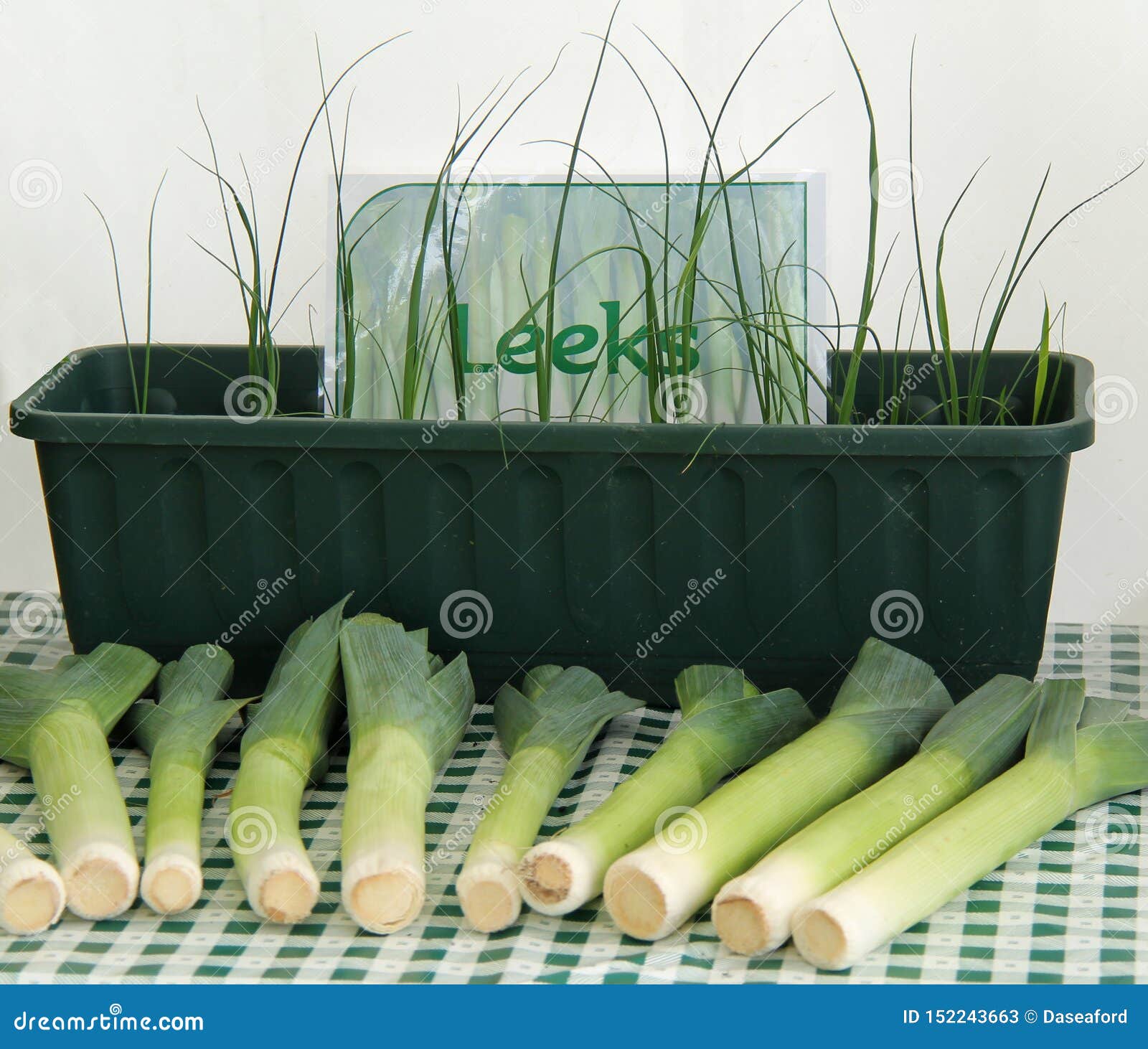Leek Vegetables. stock image. Image of cultivate, leaf - 152243663